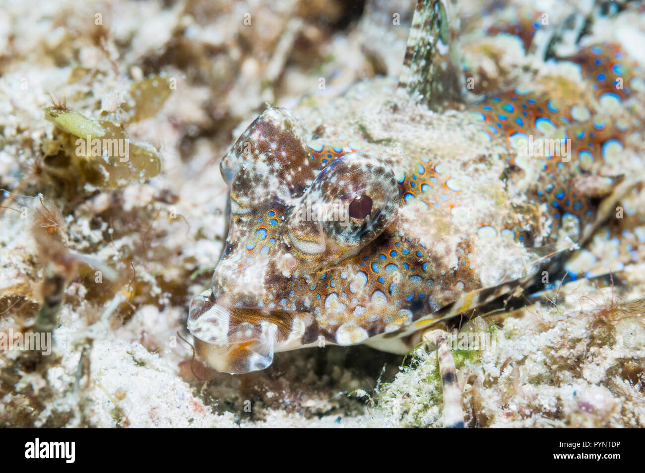 Fingered dragonet dactylopus dactylopus hi-res stock photography and ...