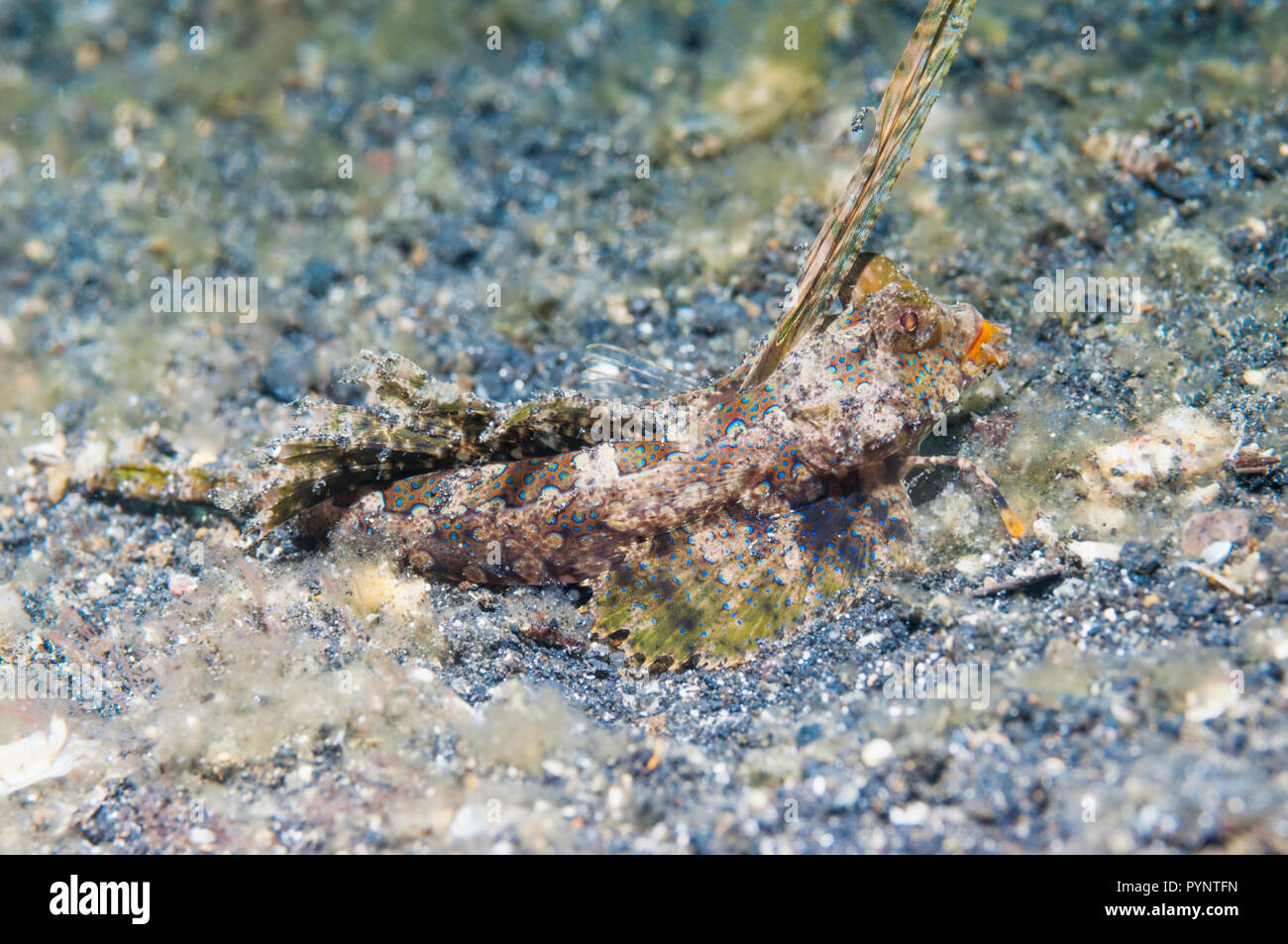 Fingered dragonet dactylopus dactylopus hi-res stock photography and ...