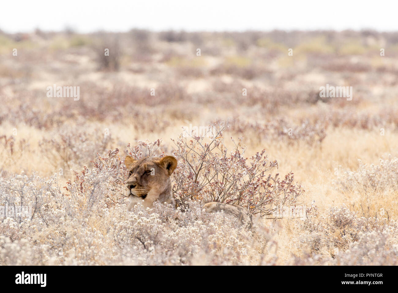 a beautiful female lion among bushes in namibia Stock Photo - Alamy