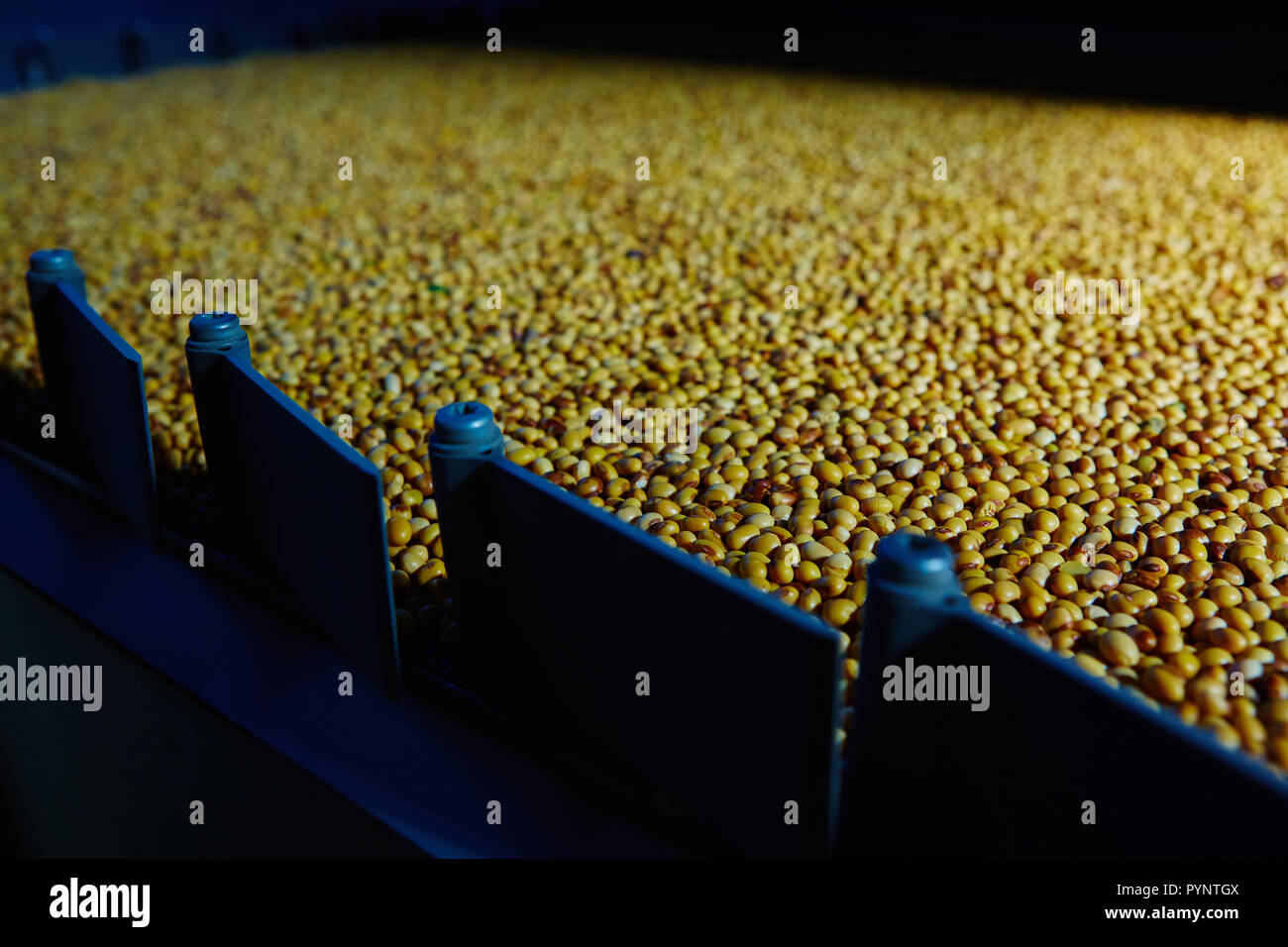 SoyBean Seed before crack. Shallow dof Stock Photo - Alamy