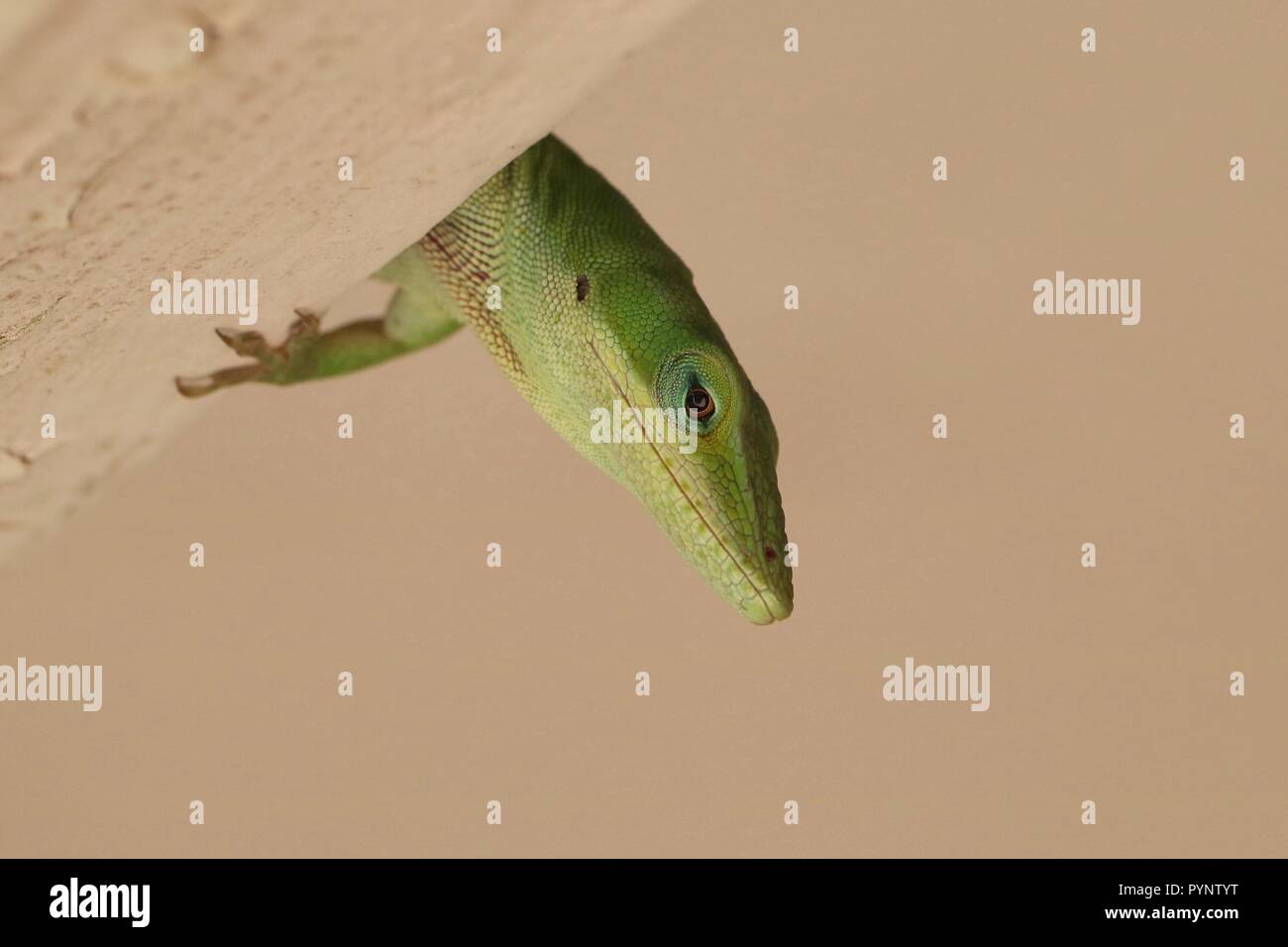Texas tree lizard hi-res stock photography and images - Alamy
