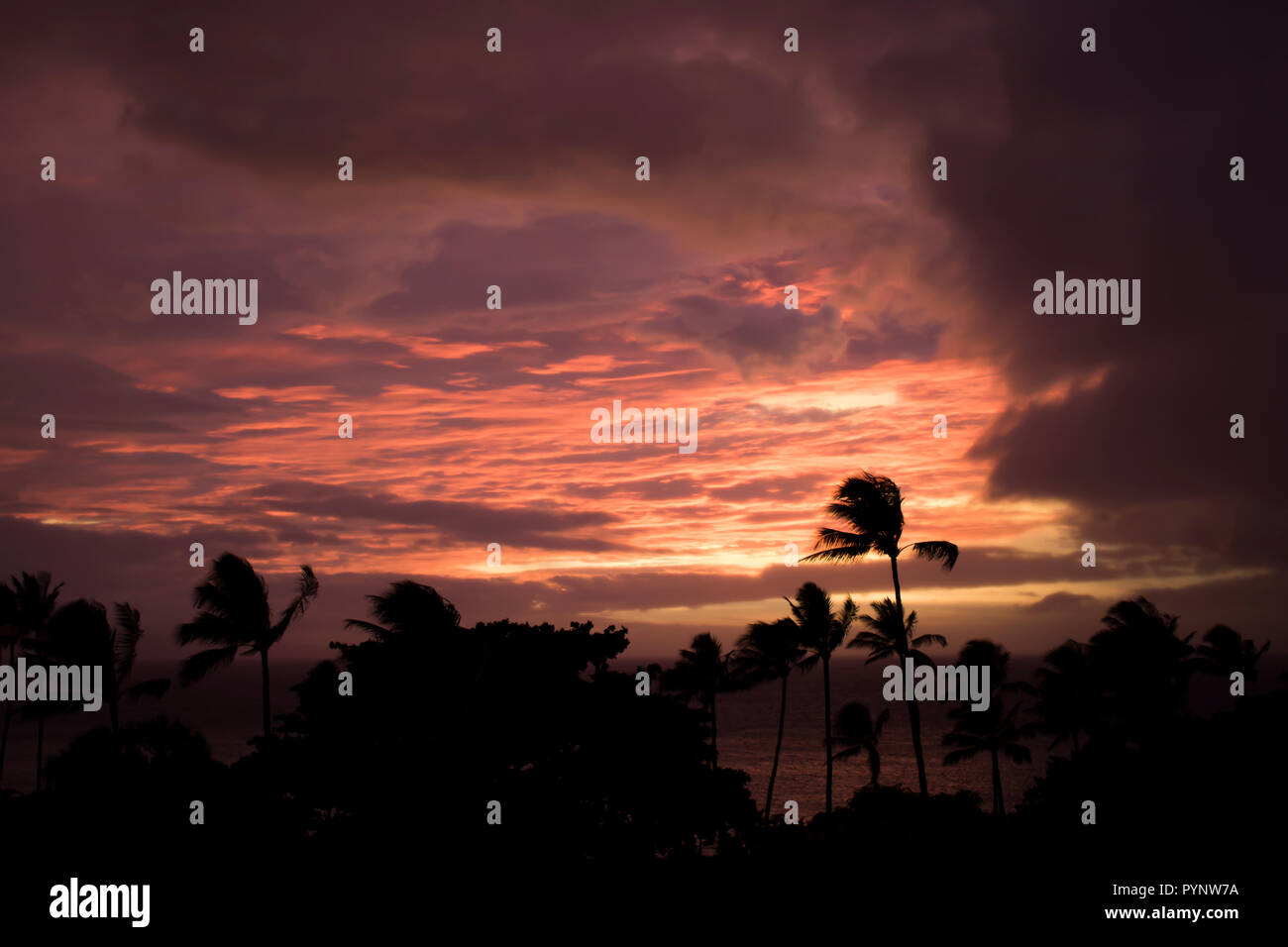 Sunset Sky with Hurricane Storm Approaching over Ocean with Palm Trees ...