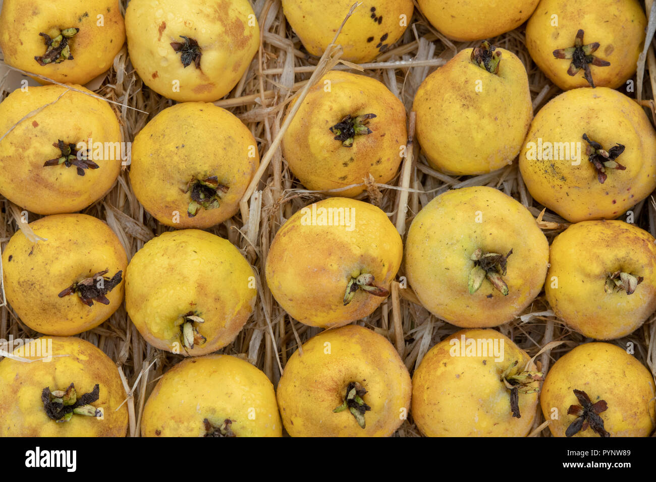 Cydonia oblonga . Quince fruits display at the RHS Wisley Autumn Show ...