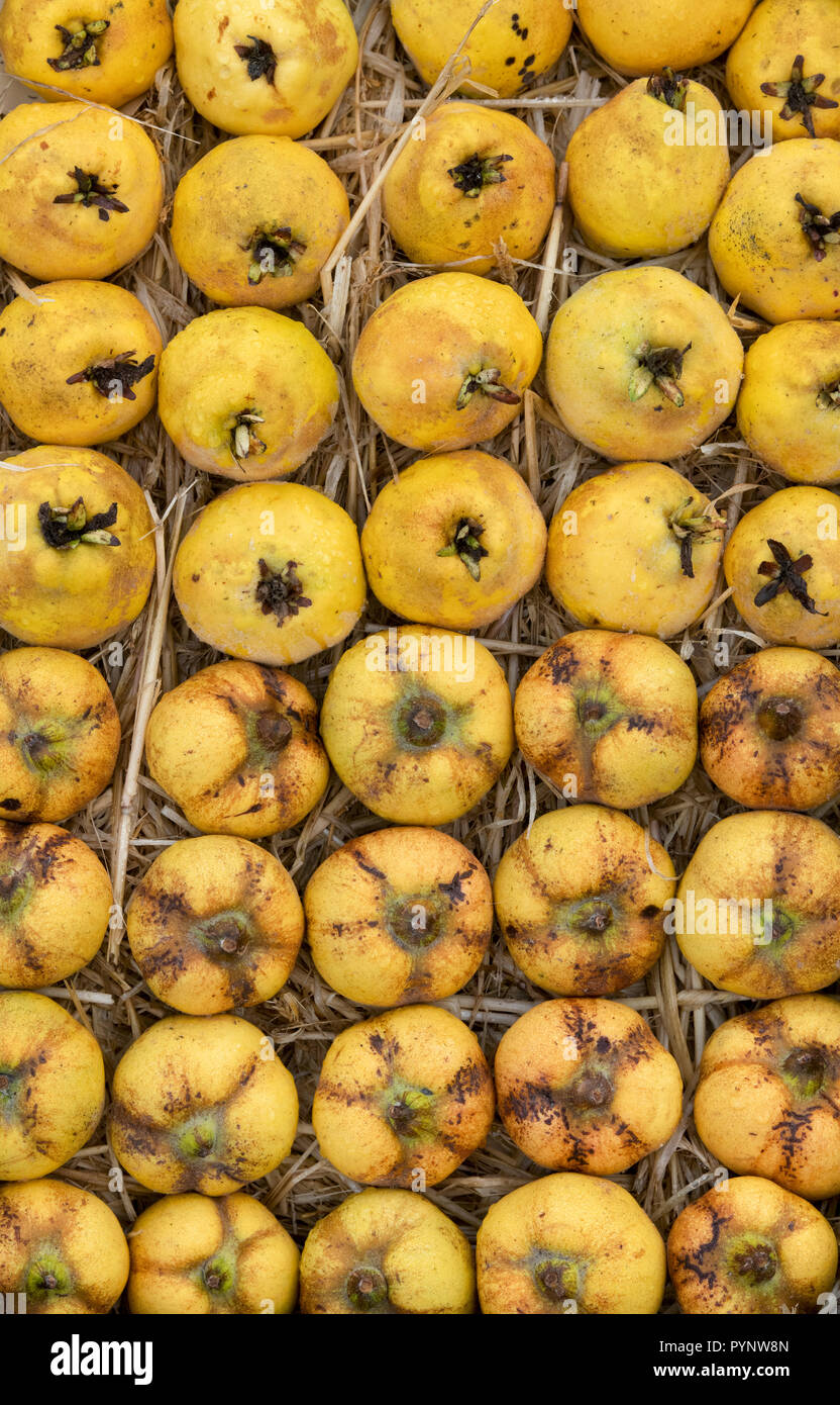 Cydonia oblonga . Quince fruits display at the RHS Wisley Autumn Show ...
