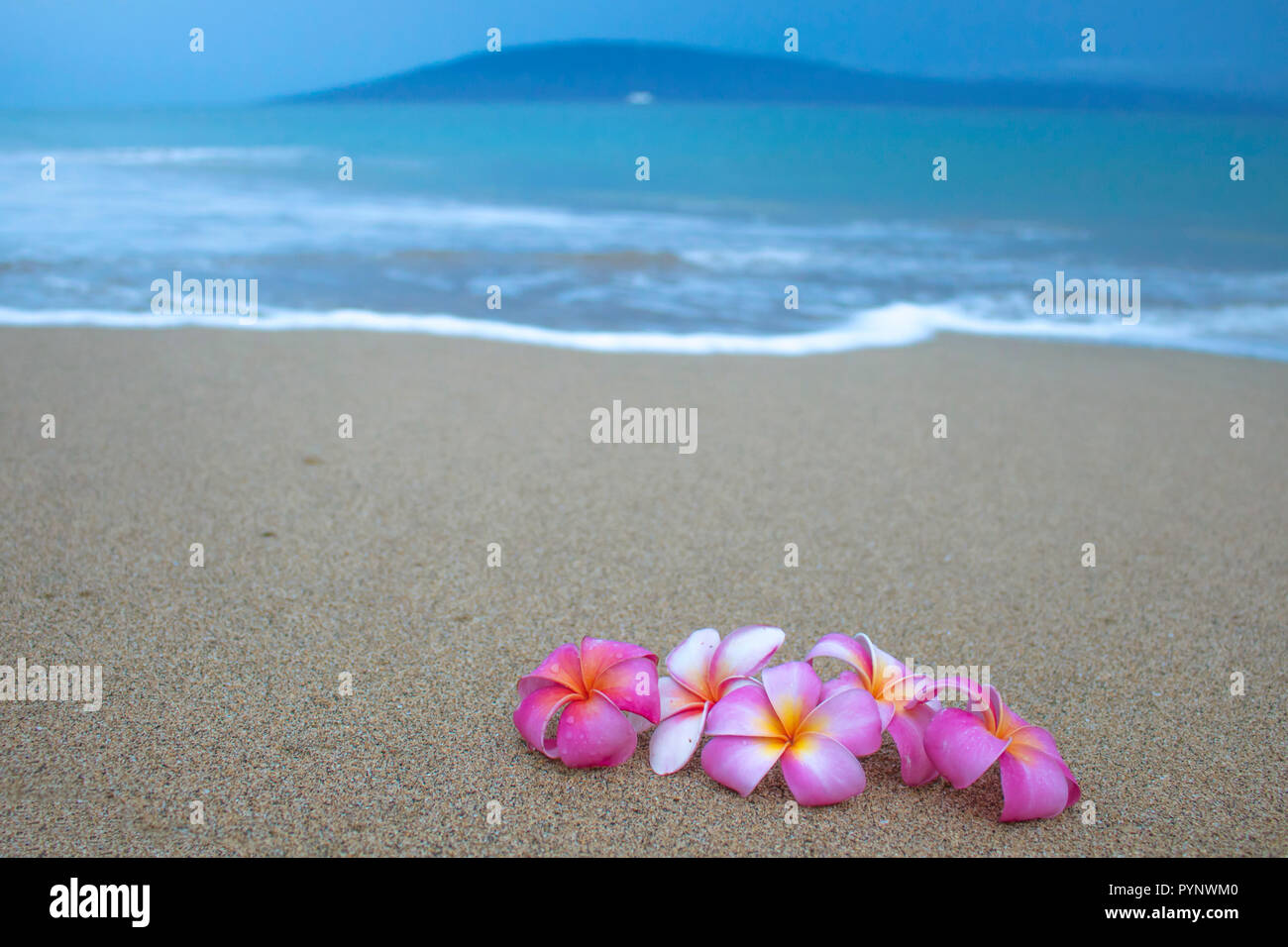 Tropical island beach flowers hi-res stock photography and images - Alamy