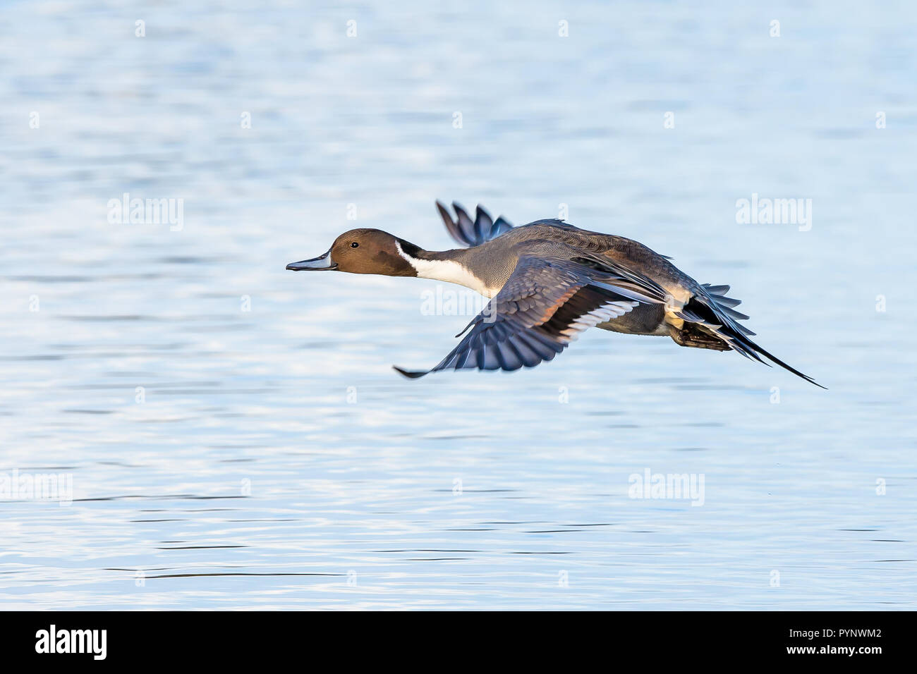Wild northern pintail duck (Anas acuta) isolated outdoors at wetland reserve, flying left over ...