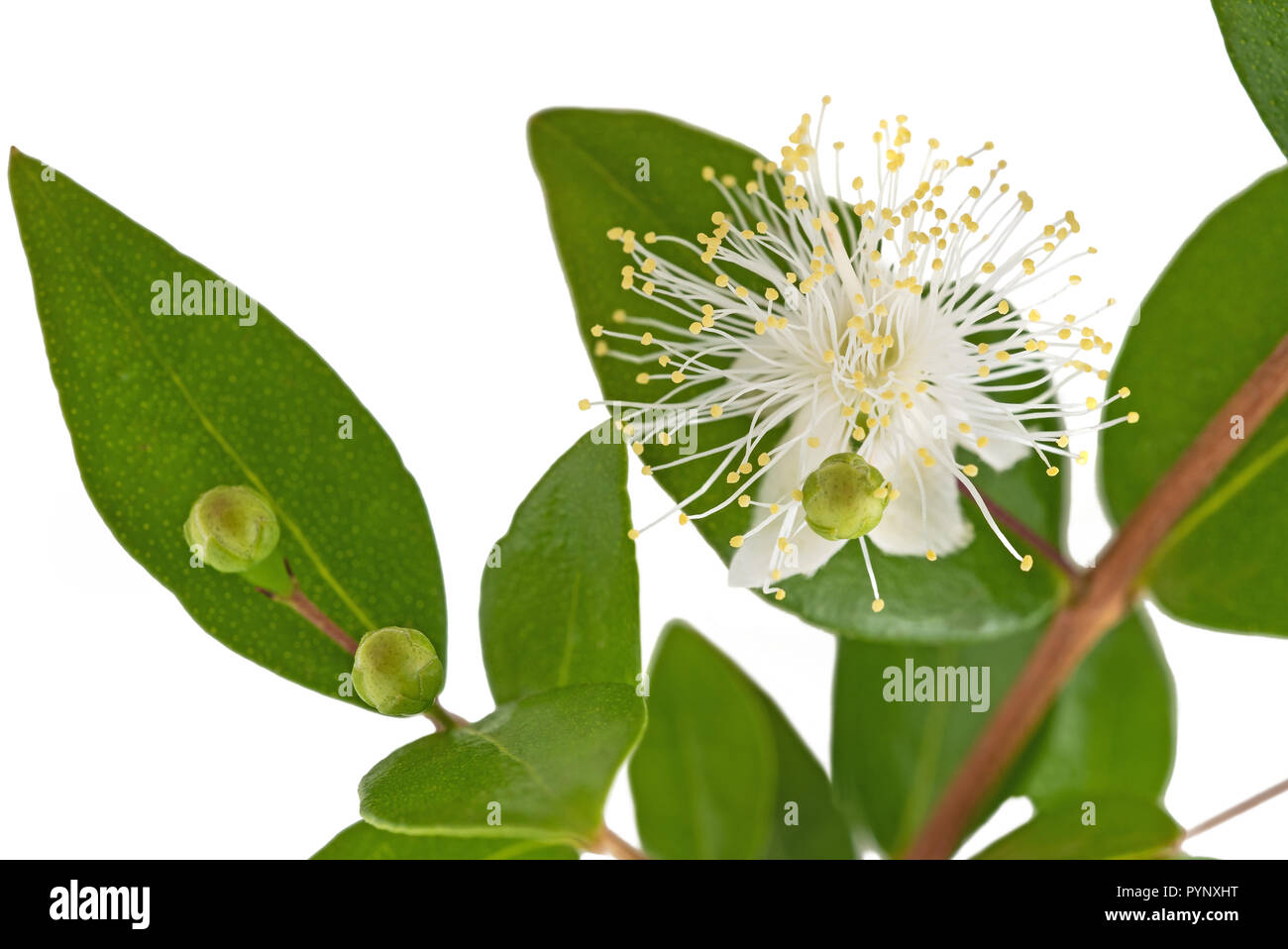 common myrtle branch with flowers isolated on white Stock Photo - Alamy