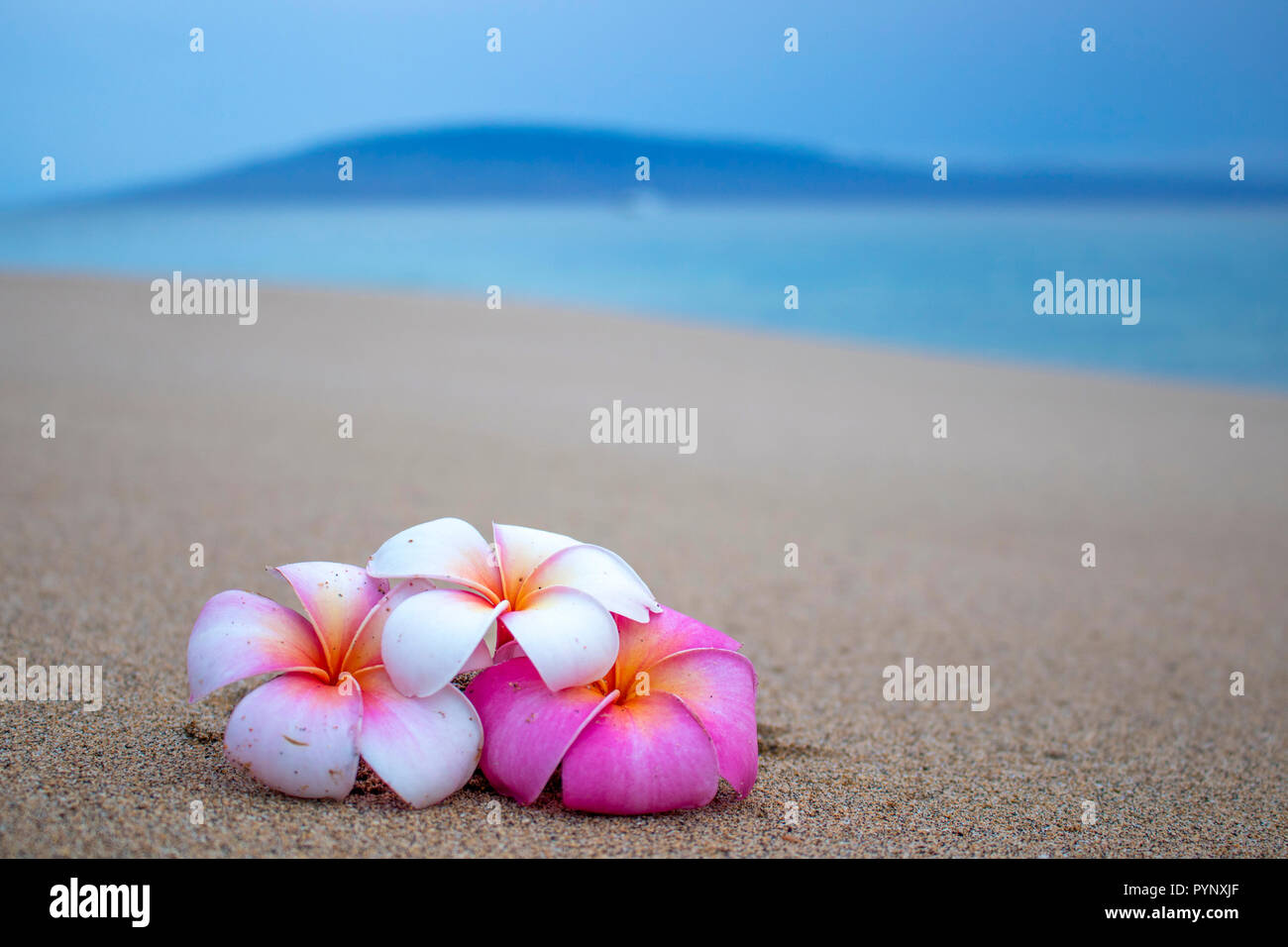 Tropical island beach flowers hi-res stock photography and images - Alamy
