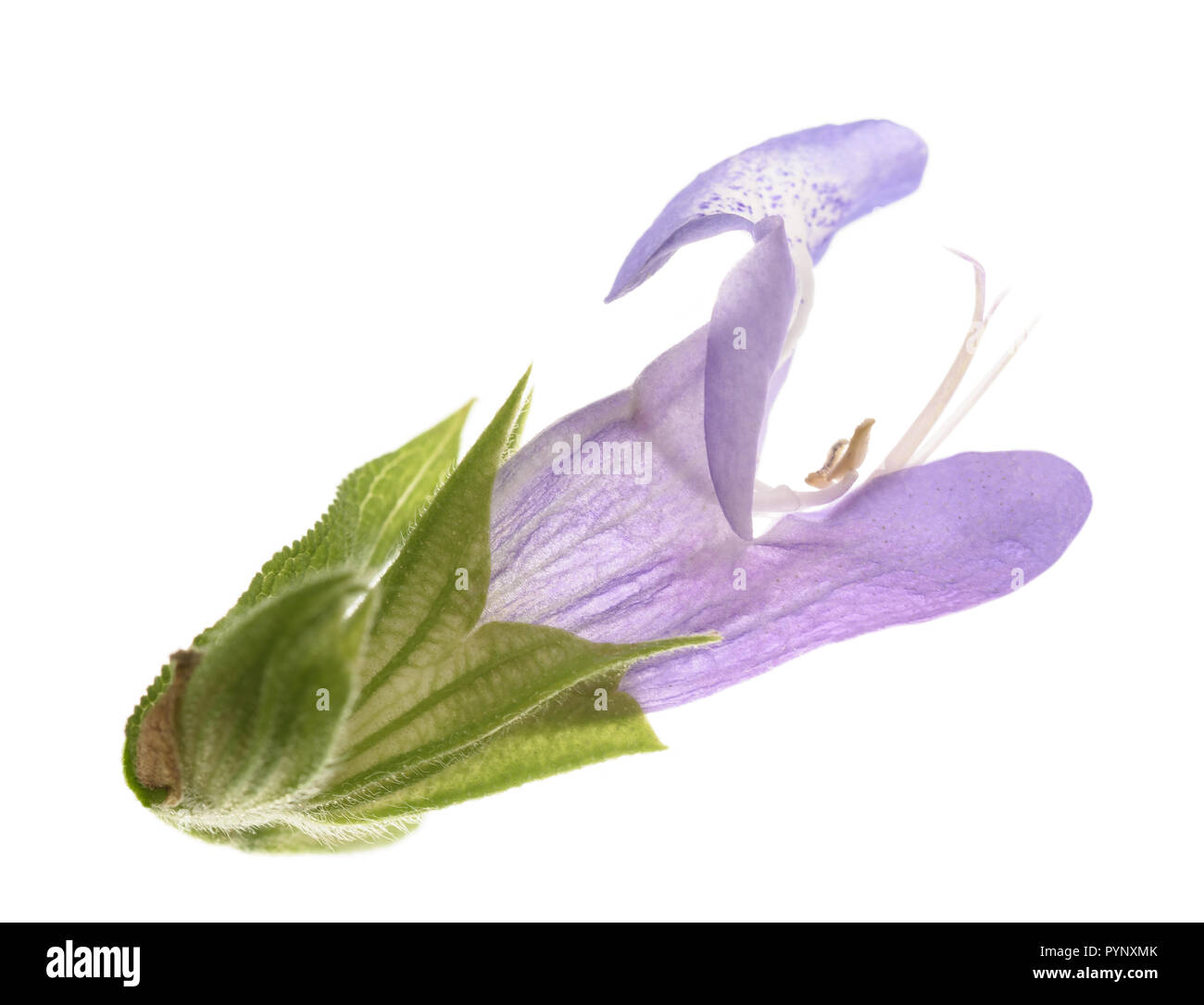 Sage flower isolated on white background Stock Photo - Alamy