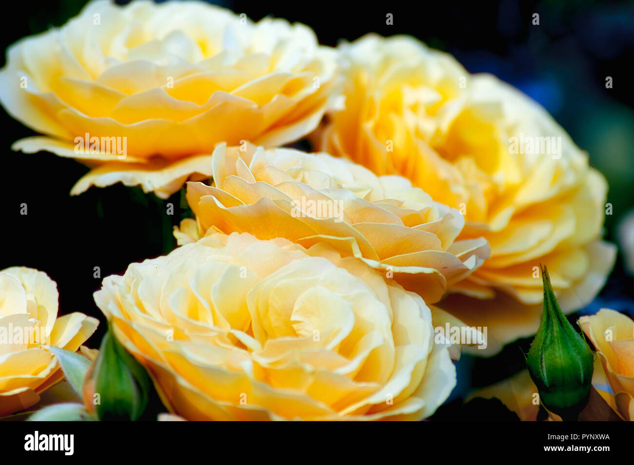 Close up of a cluster of yellow roses in full bloom Stock Photo - Alamy