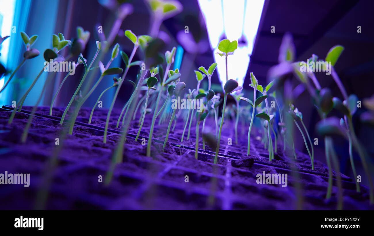 Green sprout growing from seed in square boxes. Symbol of new life ...