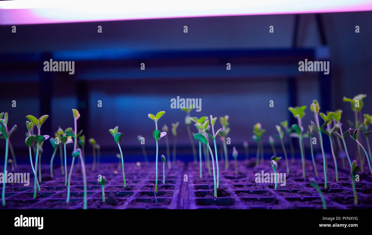 Green sprout growing from seed in square boxes. Symbol of new life ...
