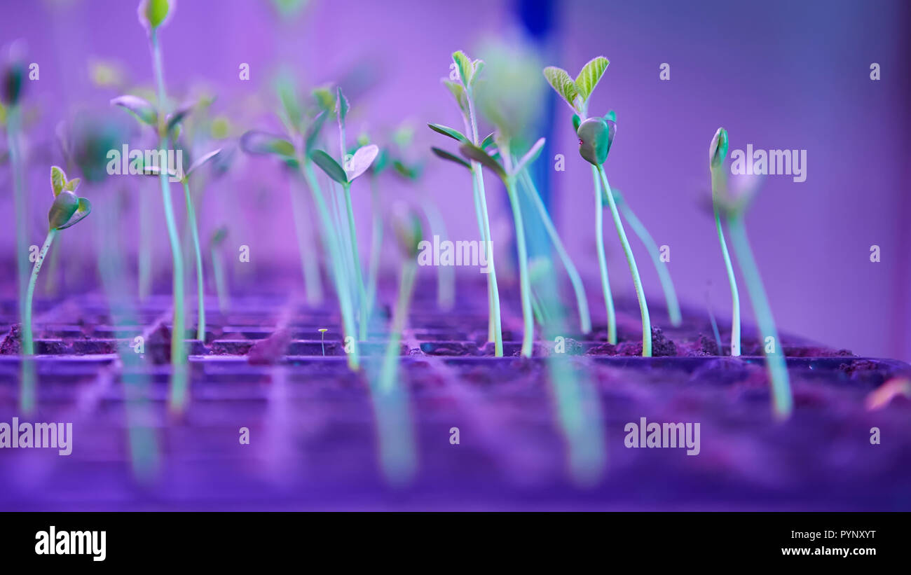 Green sprout growing from seed in square boxes. Symbol of new life ...