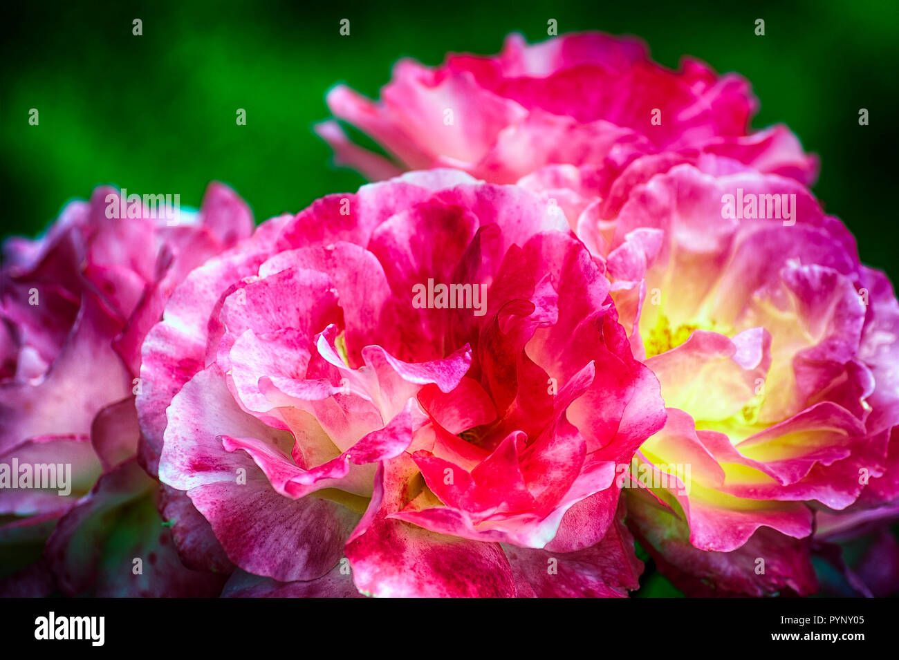 Cluster of roses hi-res stock photography and images - Alamy