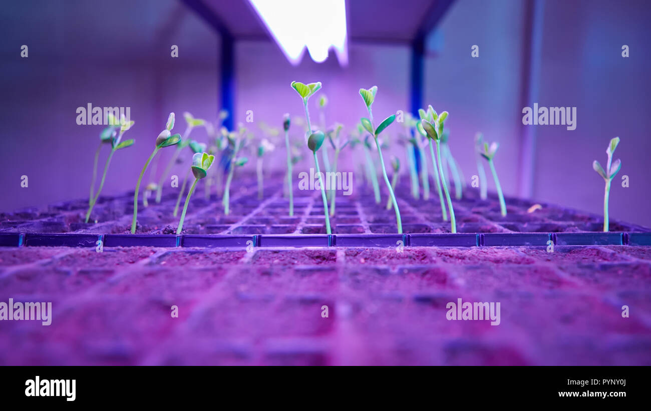 Green sprout growing from seed in square boxes. Symbol of new life ...