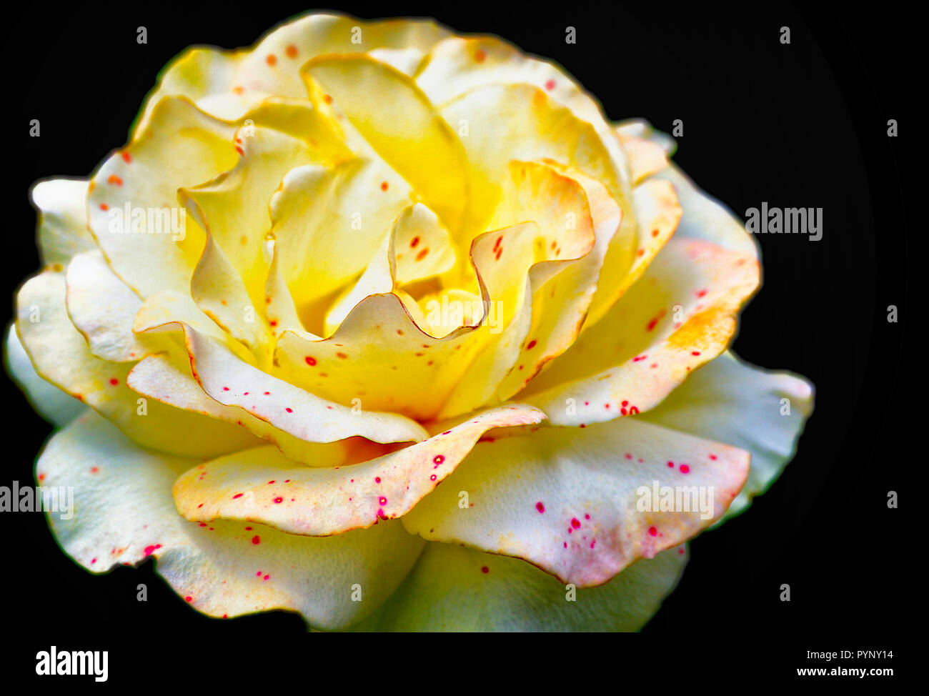 A pale yellow rose with red dots similar to freckles Stock Photo - Alamy