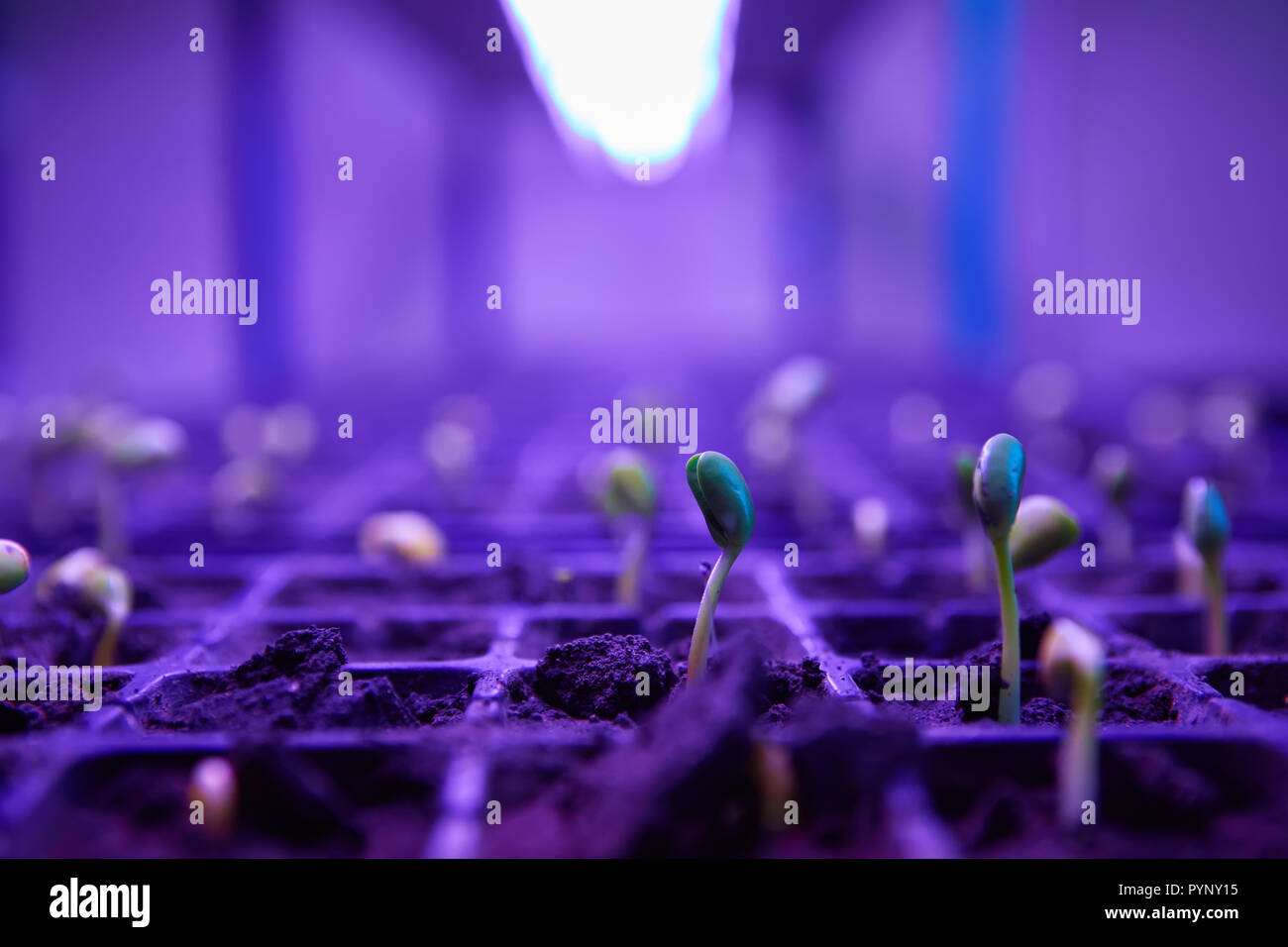 Green sprout growing from seed in square boxes. Symbol of new life ...