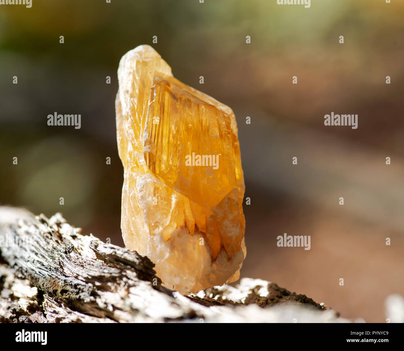 Partially crystallized golden Scapolite from Nigeria on fibrous tree ...