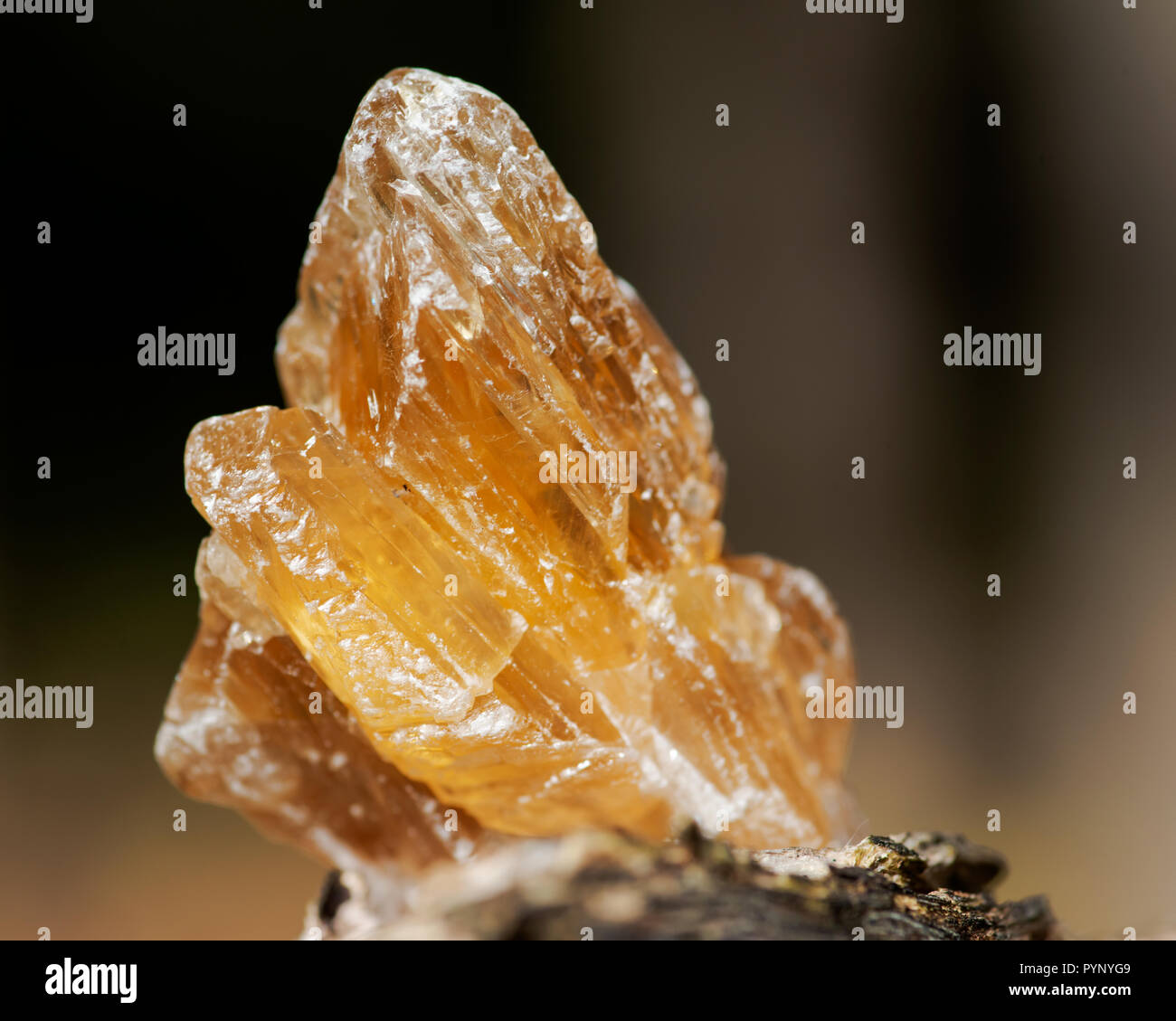 Partially crystallized golden Scapolite from Nigeria on fibrous tree ...