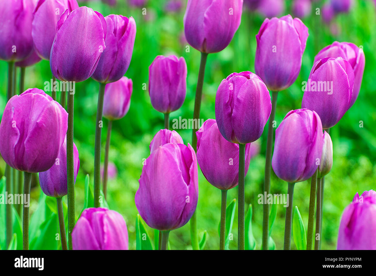 Rich deep purple tulips is a stunning contrast against the green leaves ...