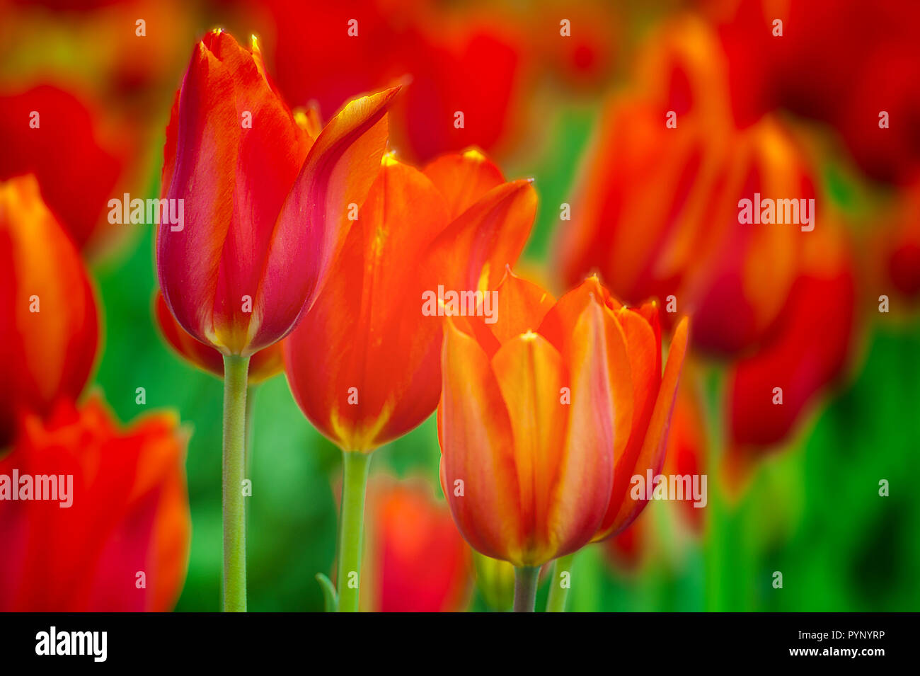 Yellow variegated tulips hi-res stock photography and images - Alamy