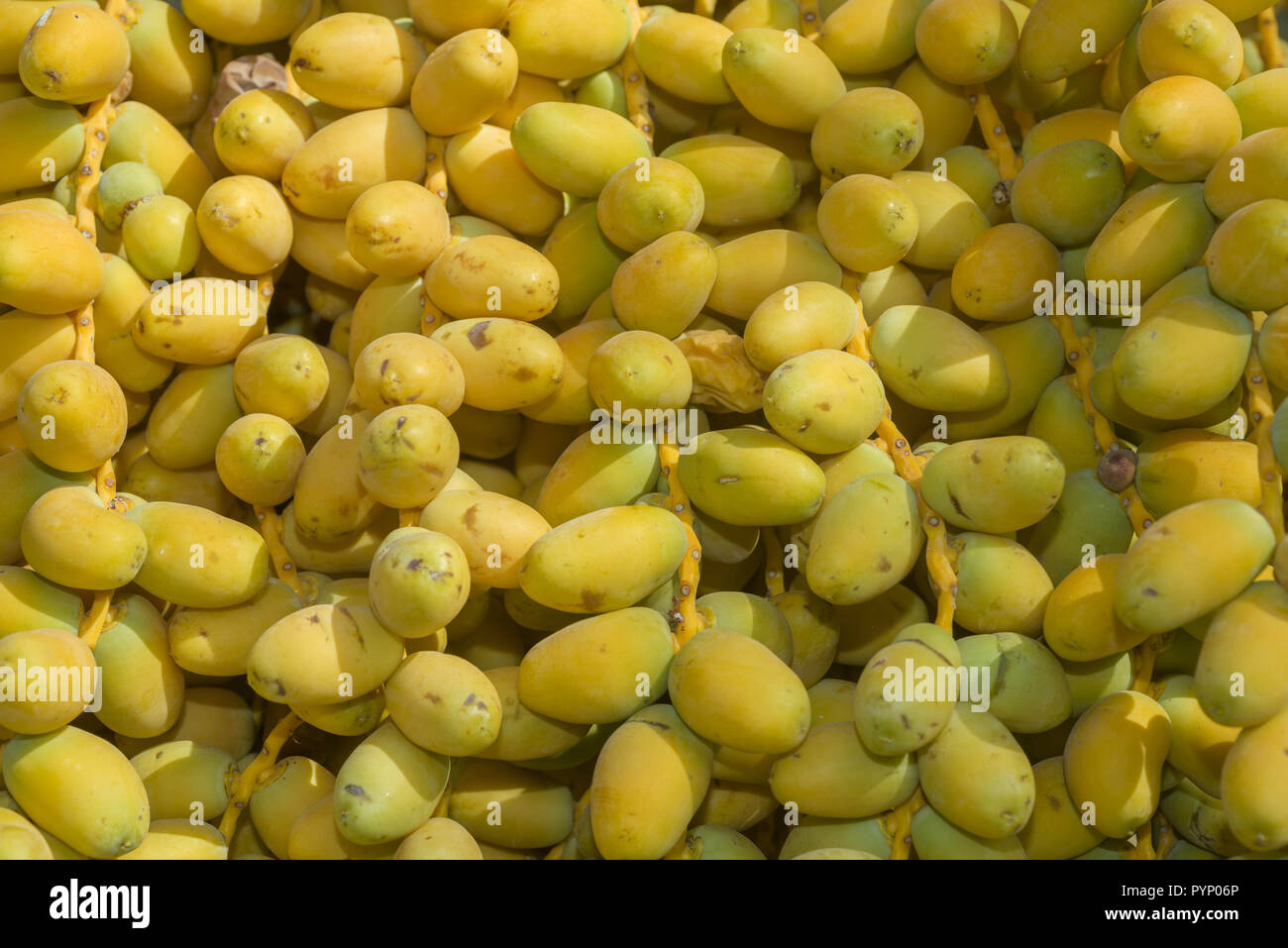 August 11, 2018 - Closeup, Ripe yellow fruits dates on date palm ...