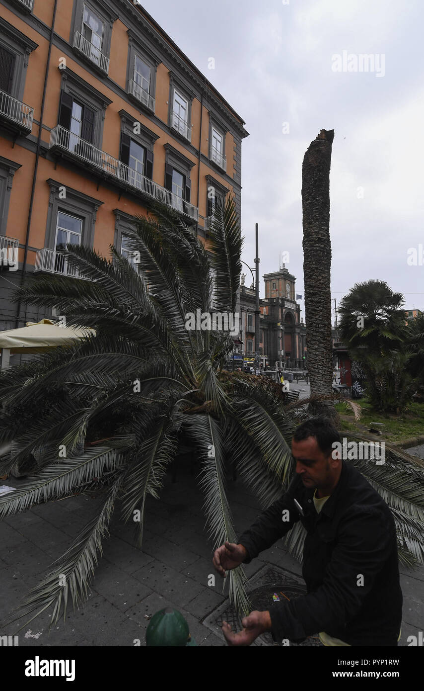 Neapolitan trees hi-res stock photography and images - Alamy