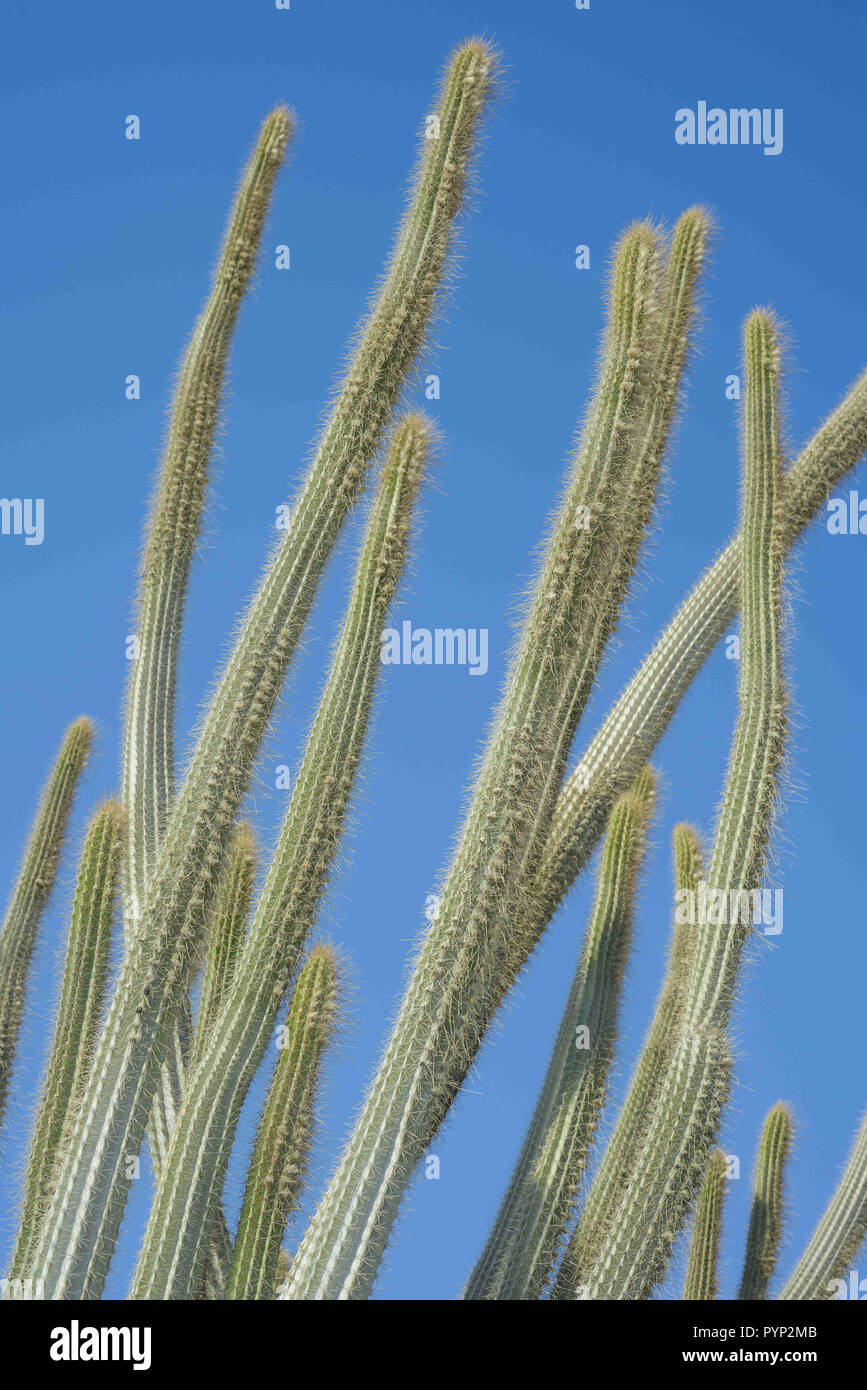 Cactus desert egypt hi-res stock photography and images - Alamy
