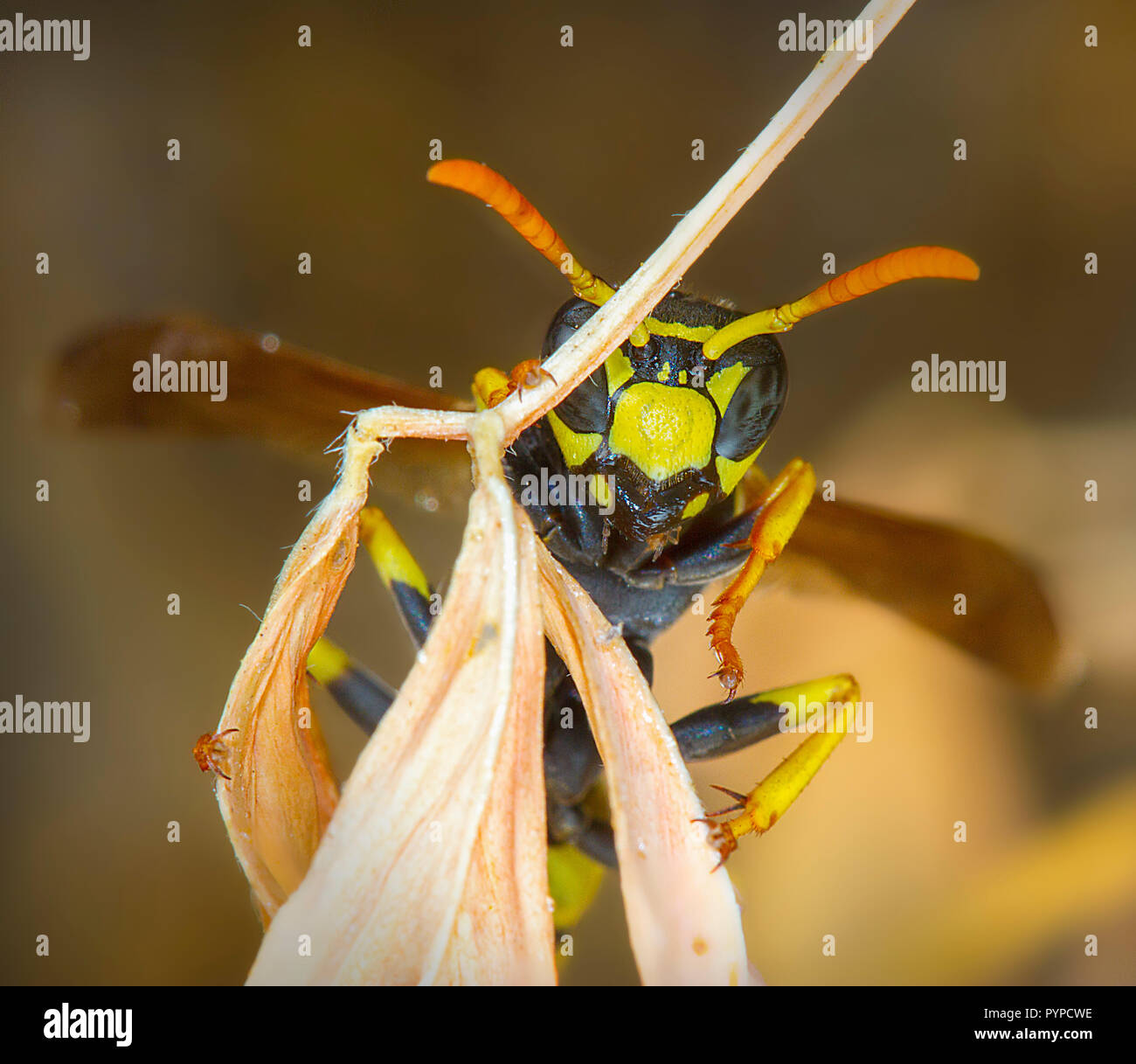 Red Paper Wasps High Resolution Stock Photography and Images - Alamy
