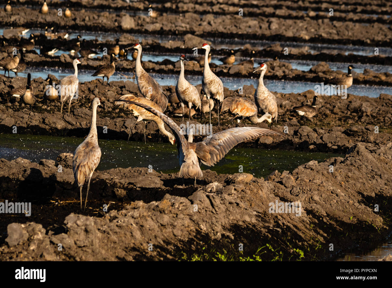 Sandhill cranes california hi-res stock photography and images - Alamy