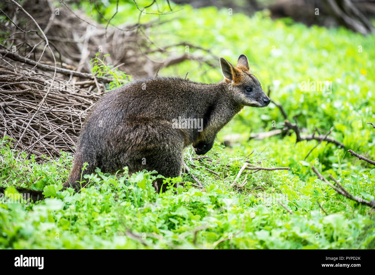 Wallaby in Australia Stock Photo - Alamy