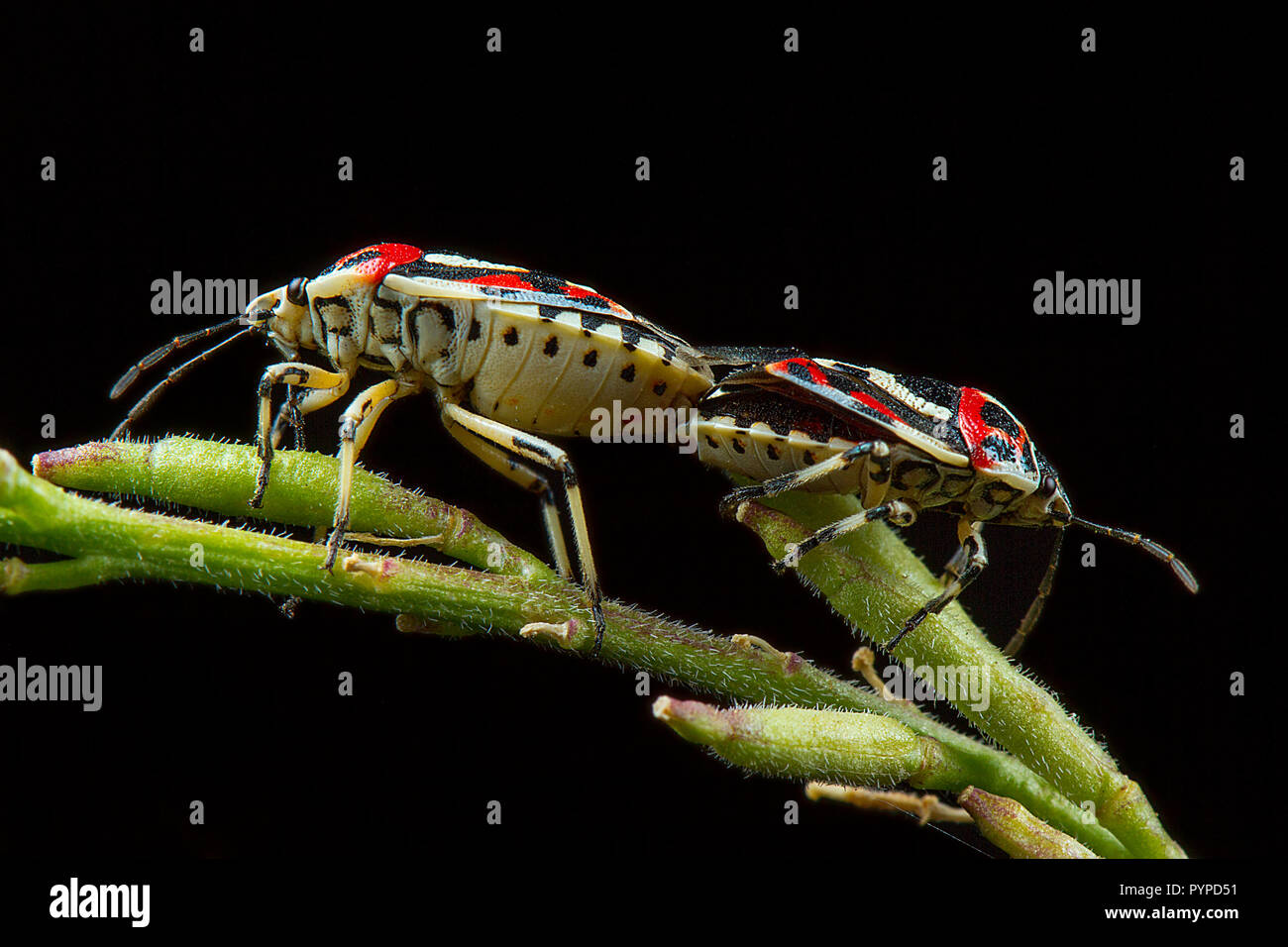 Insect macro photography Stock Photo - Alamy