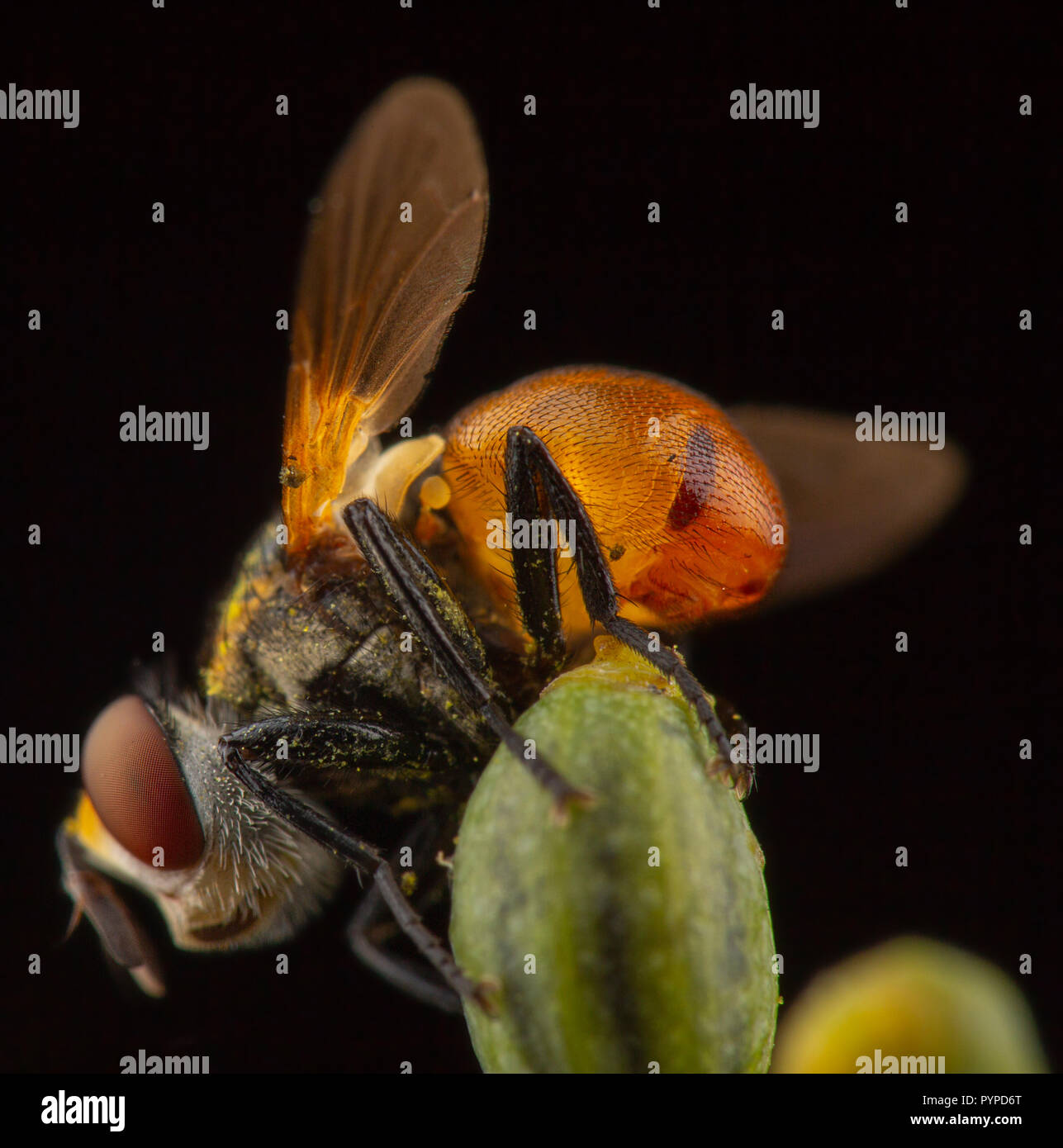Little fly posing Stock Photo - Alamy