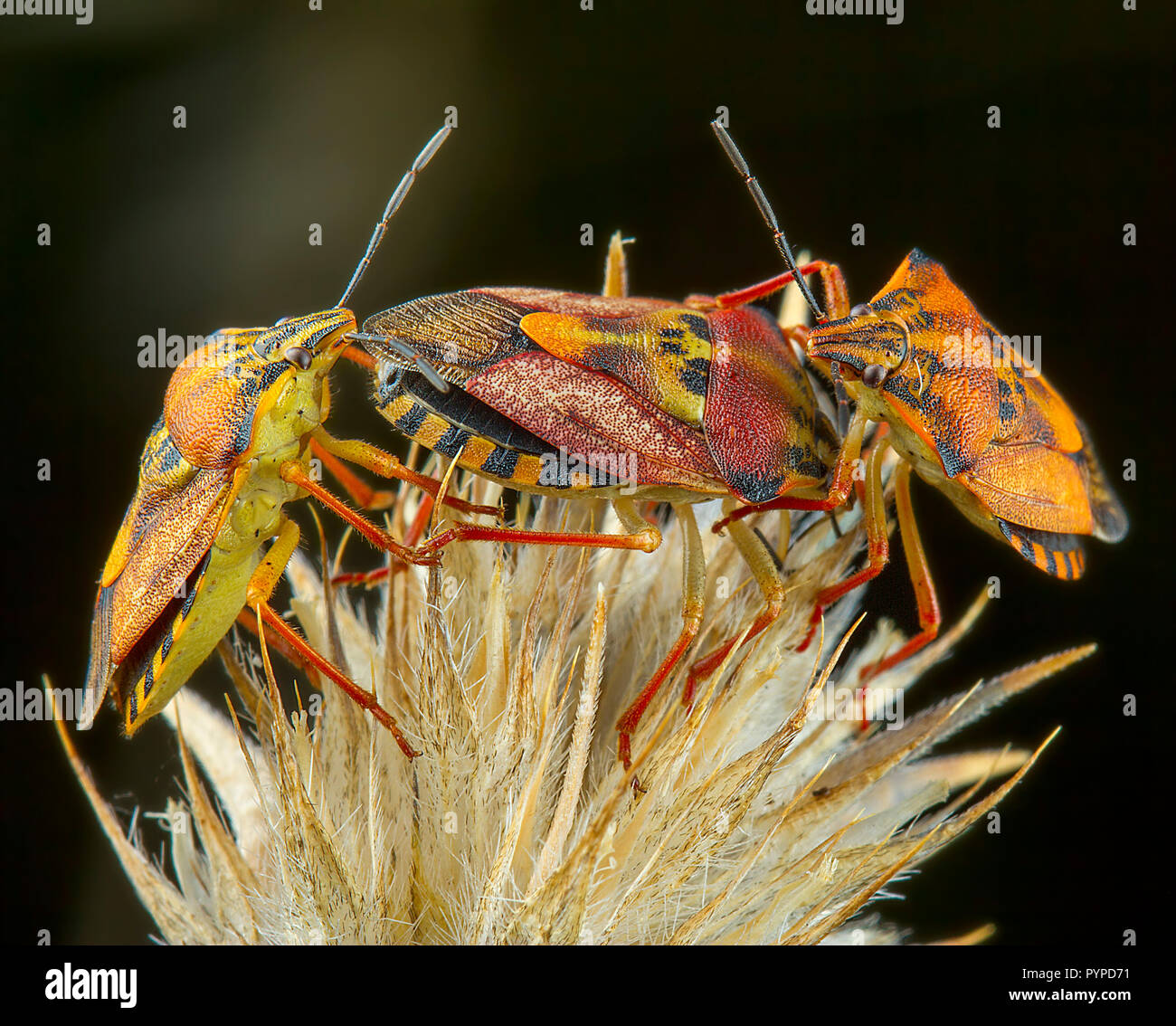 Insect macro photography Stock Photo - Alamy