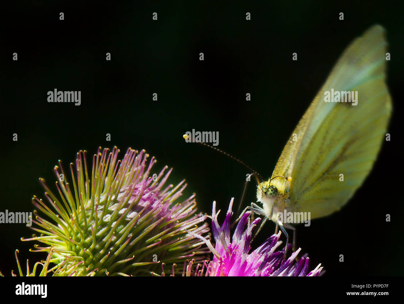 Insect macro photography Stock Photo - Alamy