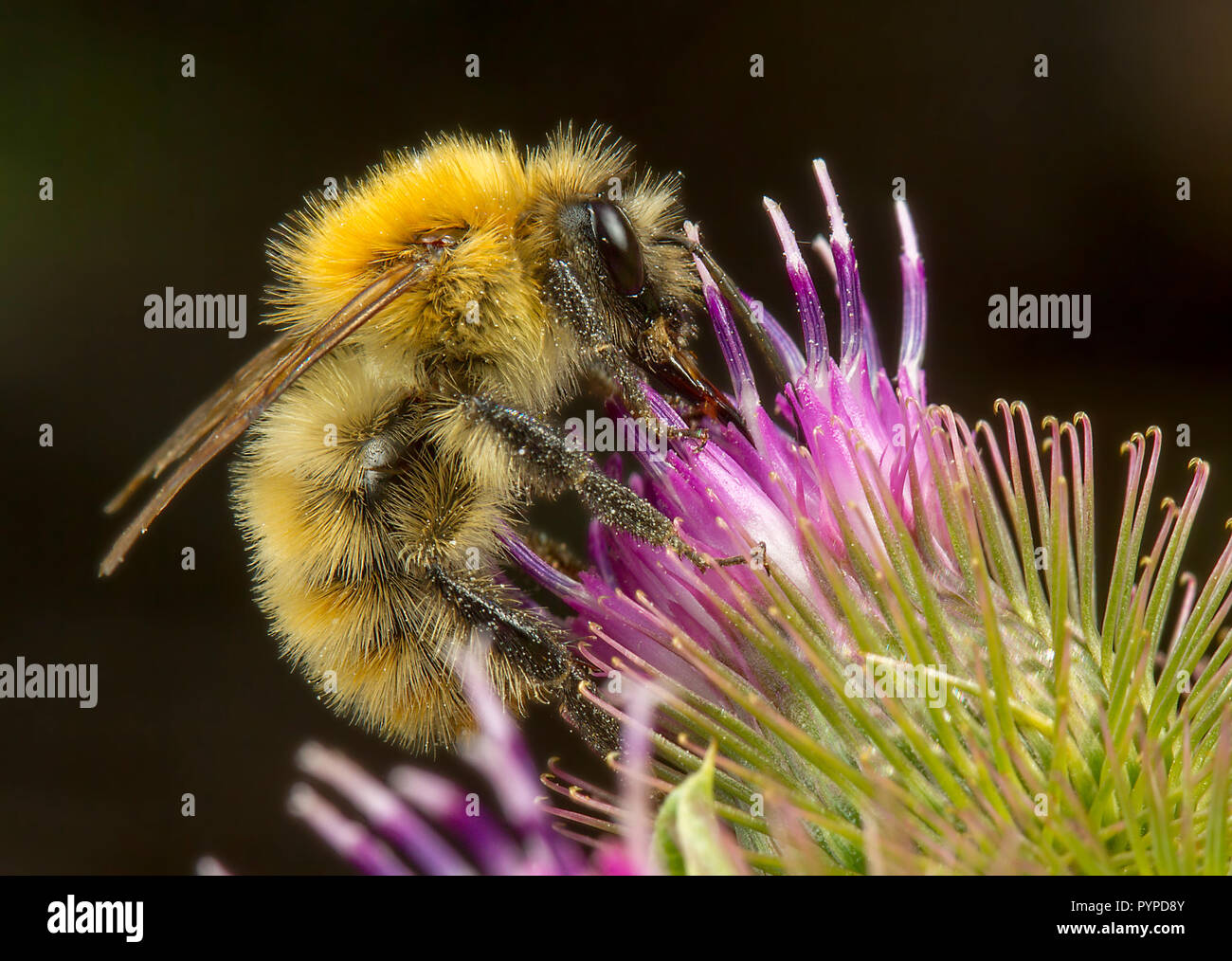 Insect macro photography Stock Photo - Alamy