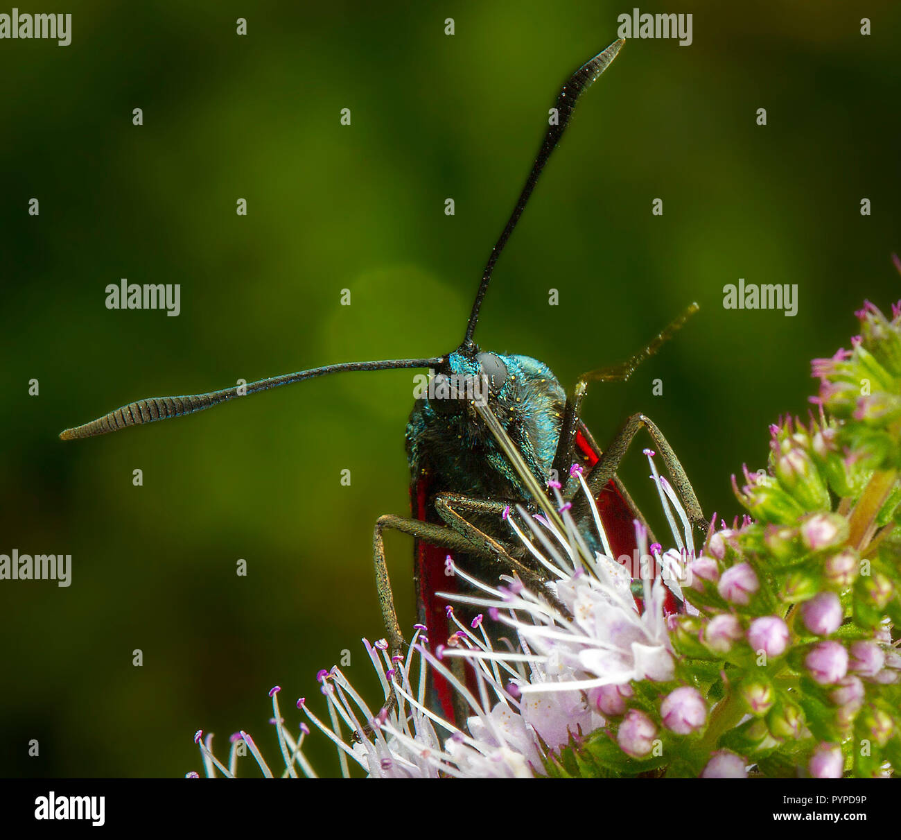 Insect macro photography Stock Photo - Alamy