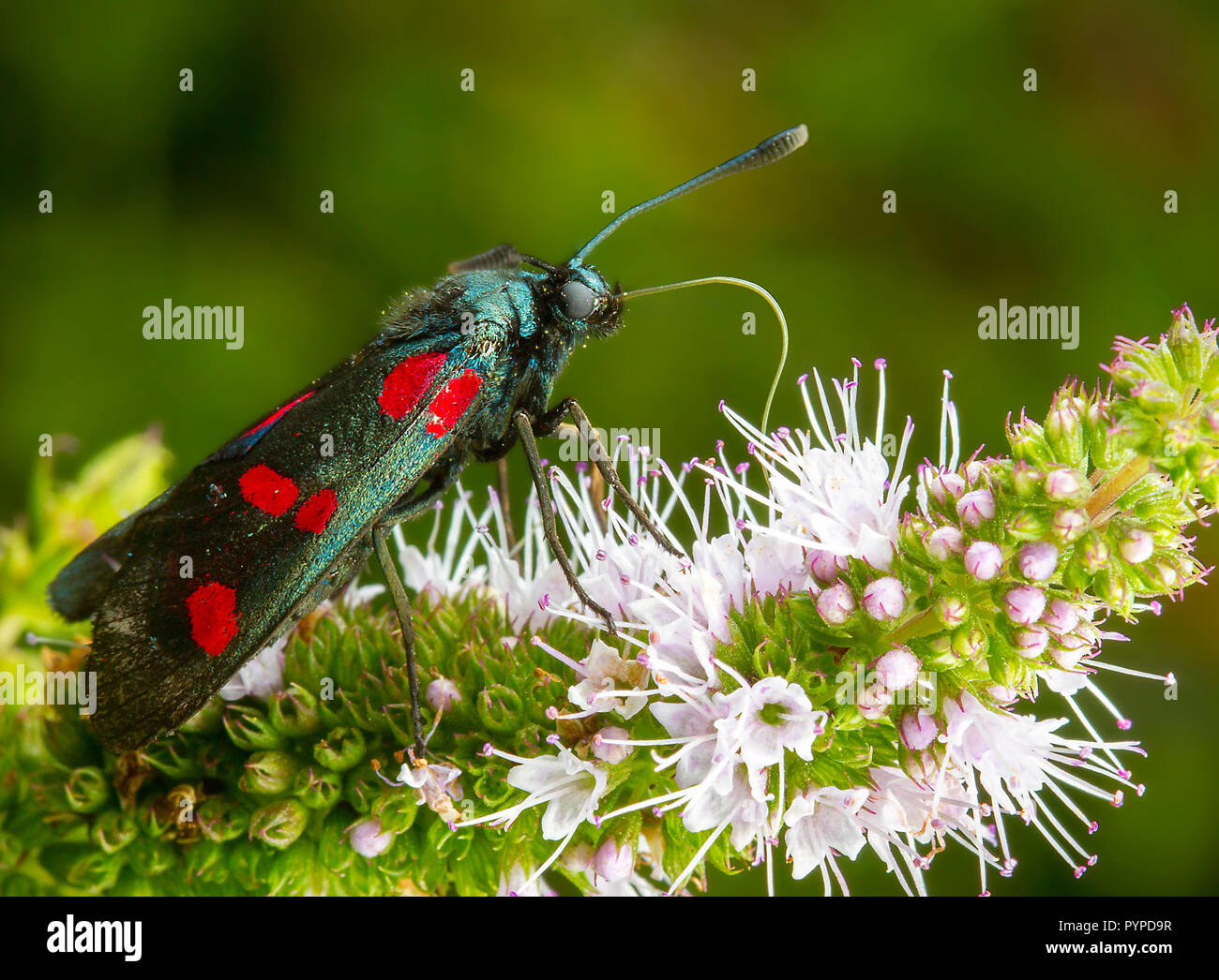 Insect macro photography Stock Photo - Alamy