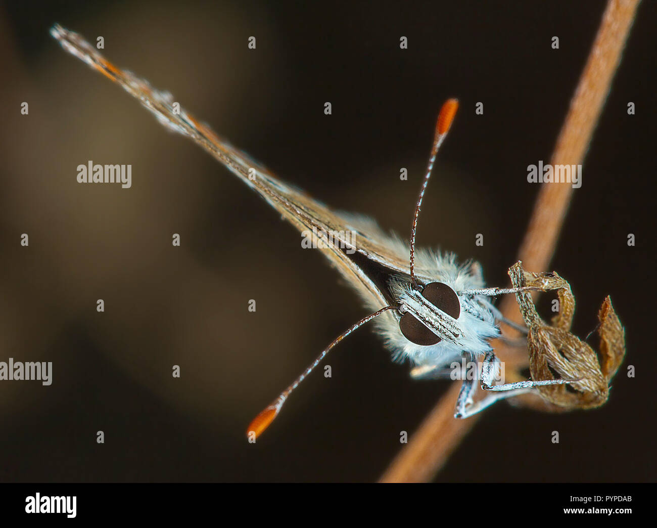 Insect macro photography Stock Photo - Alamy