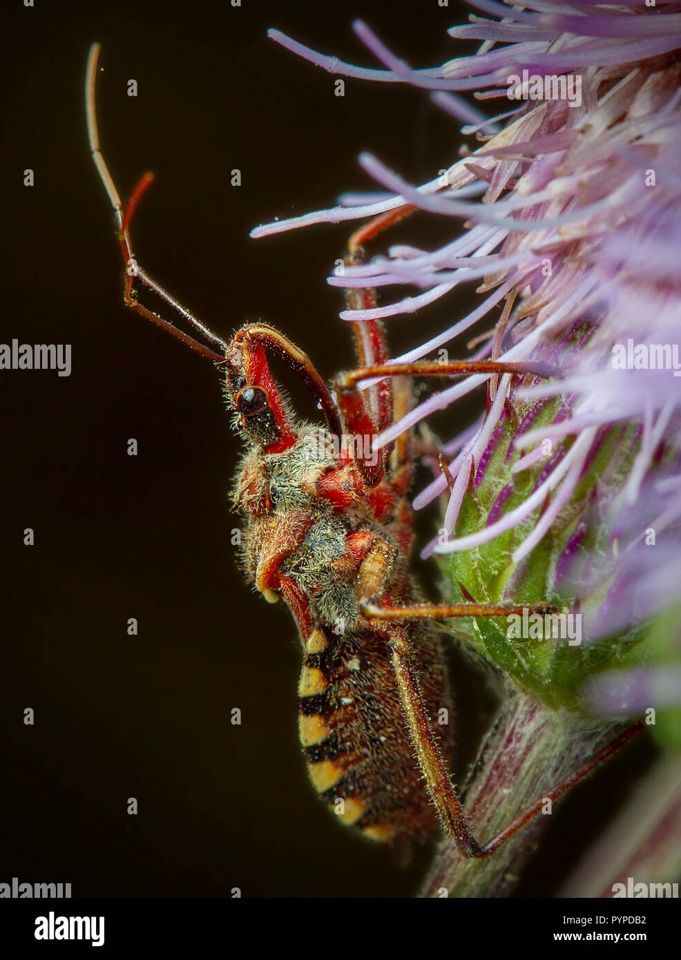 Insect macro photography Stock Photo - Alamy