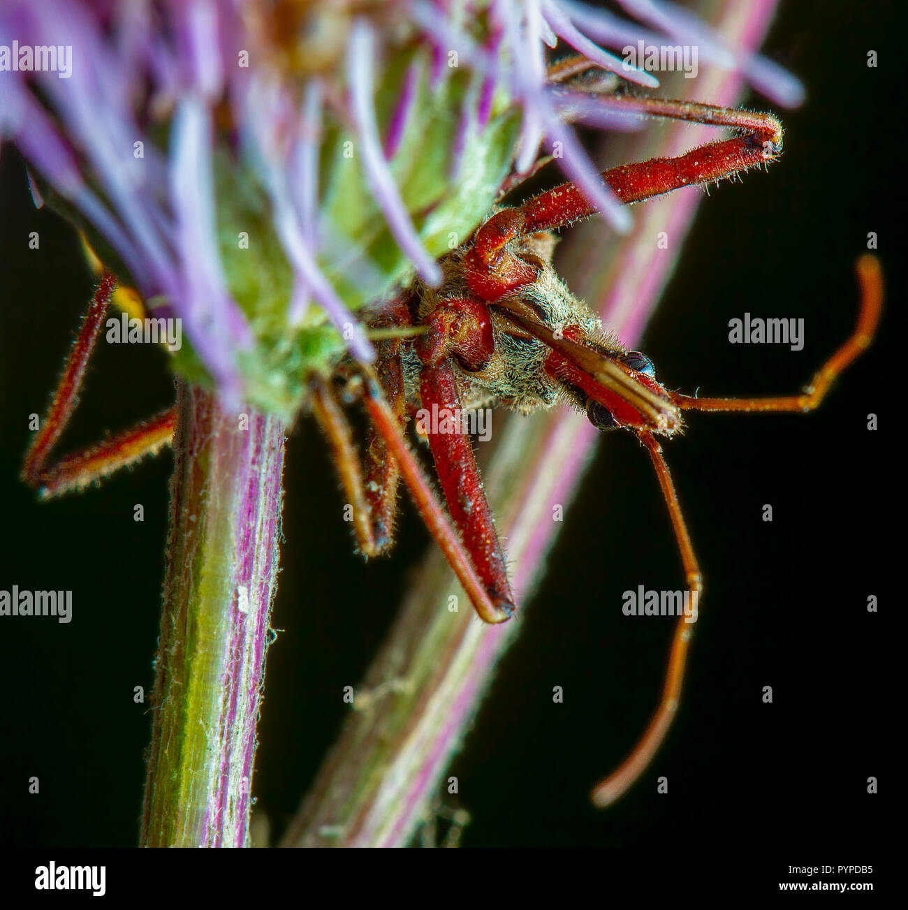 Insect macro photography Stock Photo - Alamy