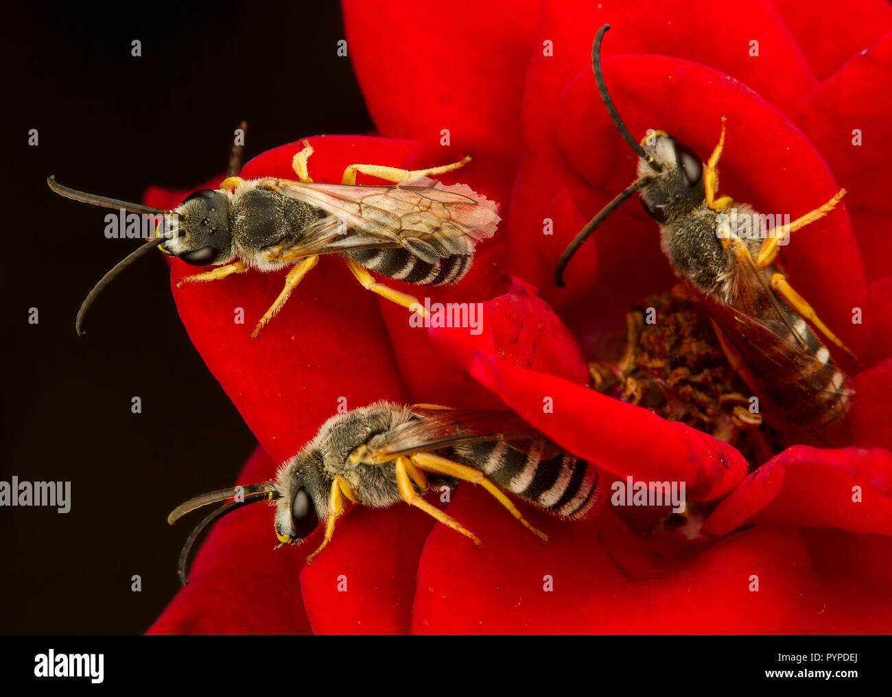 Insect macro photography Stock Photo - Alamy