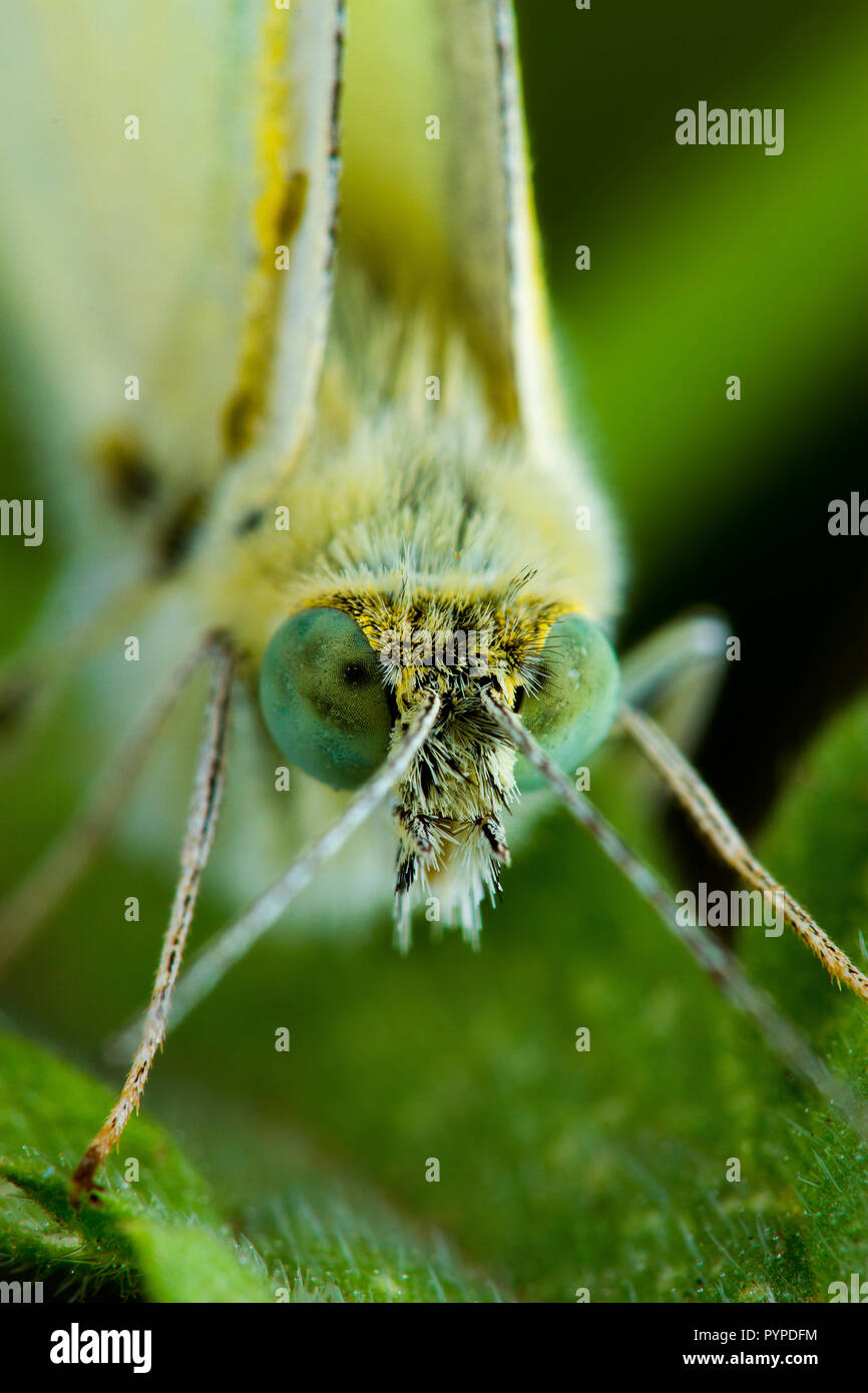 Insect macro photography Stock Photo - Alamy