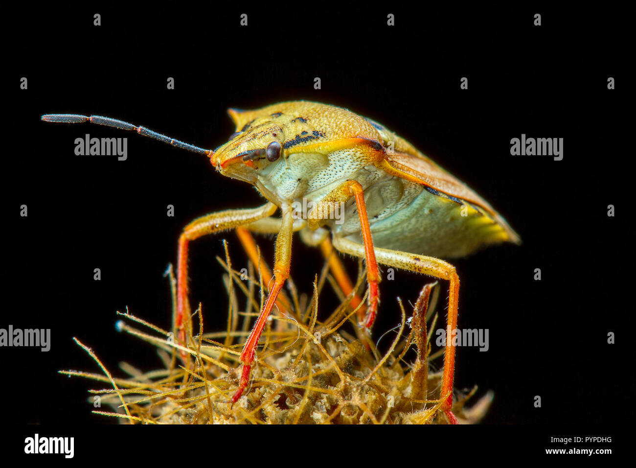 Insect macro photography Stock Photo - Alamy