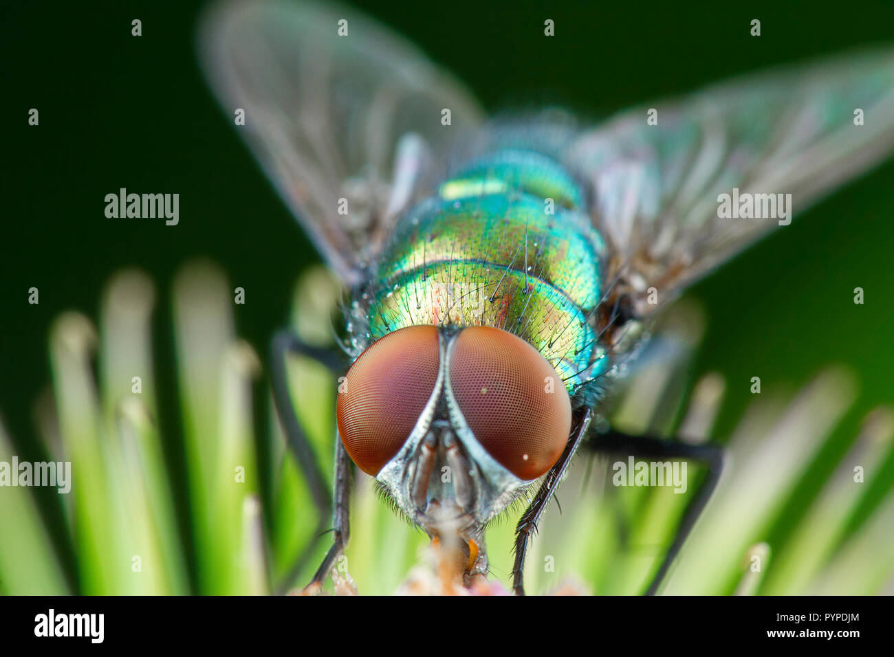 Insect macro photography Stock Photo - Alamy