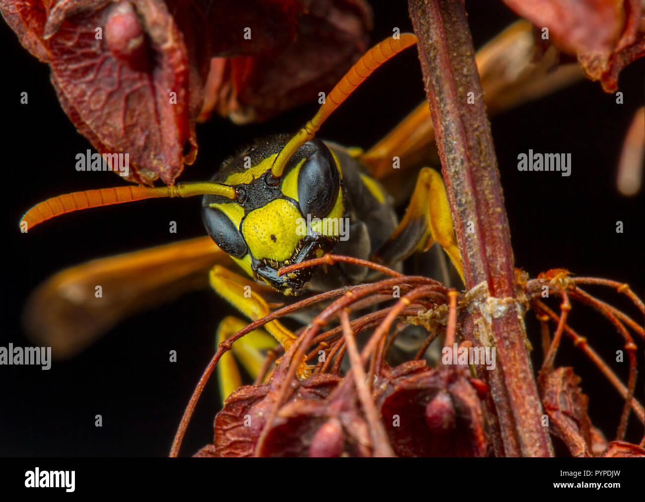 Insect macro photography Stock Photo - Alamy