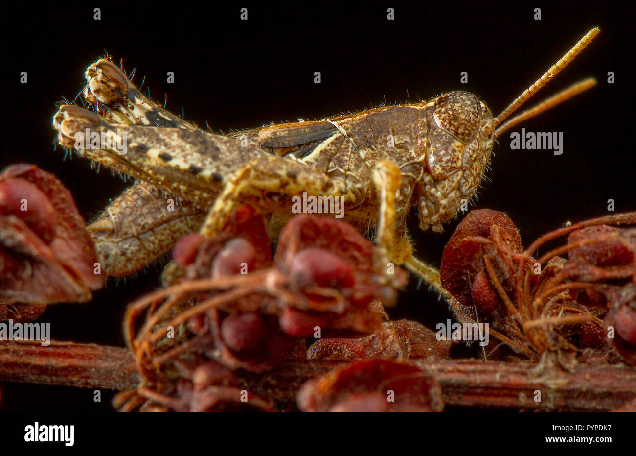 Insect macro photography Stock Photo - Alamy