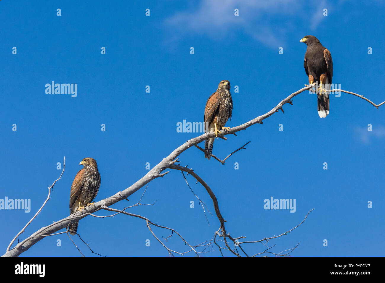 Harris Hawks Hunting Stock Photos & Harris Hawks Hunting Stock Images ...