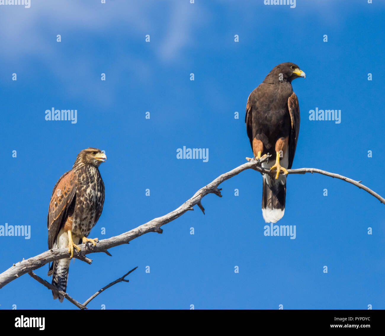 Two Harris Hawks (Parabuteo unicinctus), one immature and one adult ...