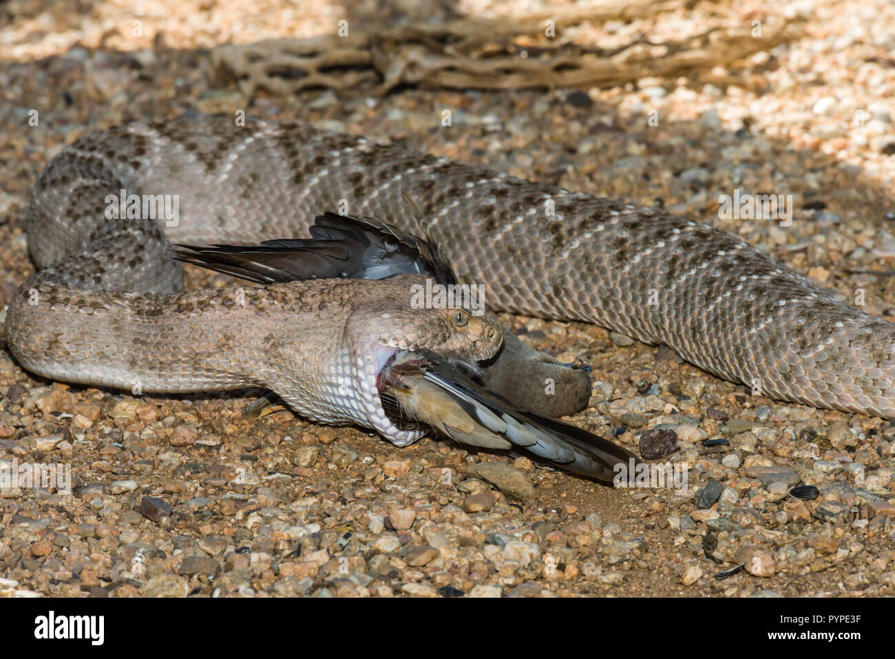 Crotalid viper hi-res stock photography and images - Alamy